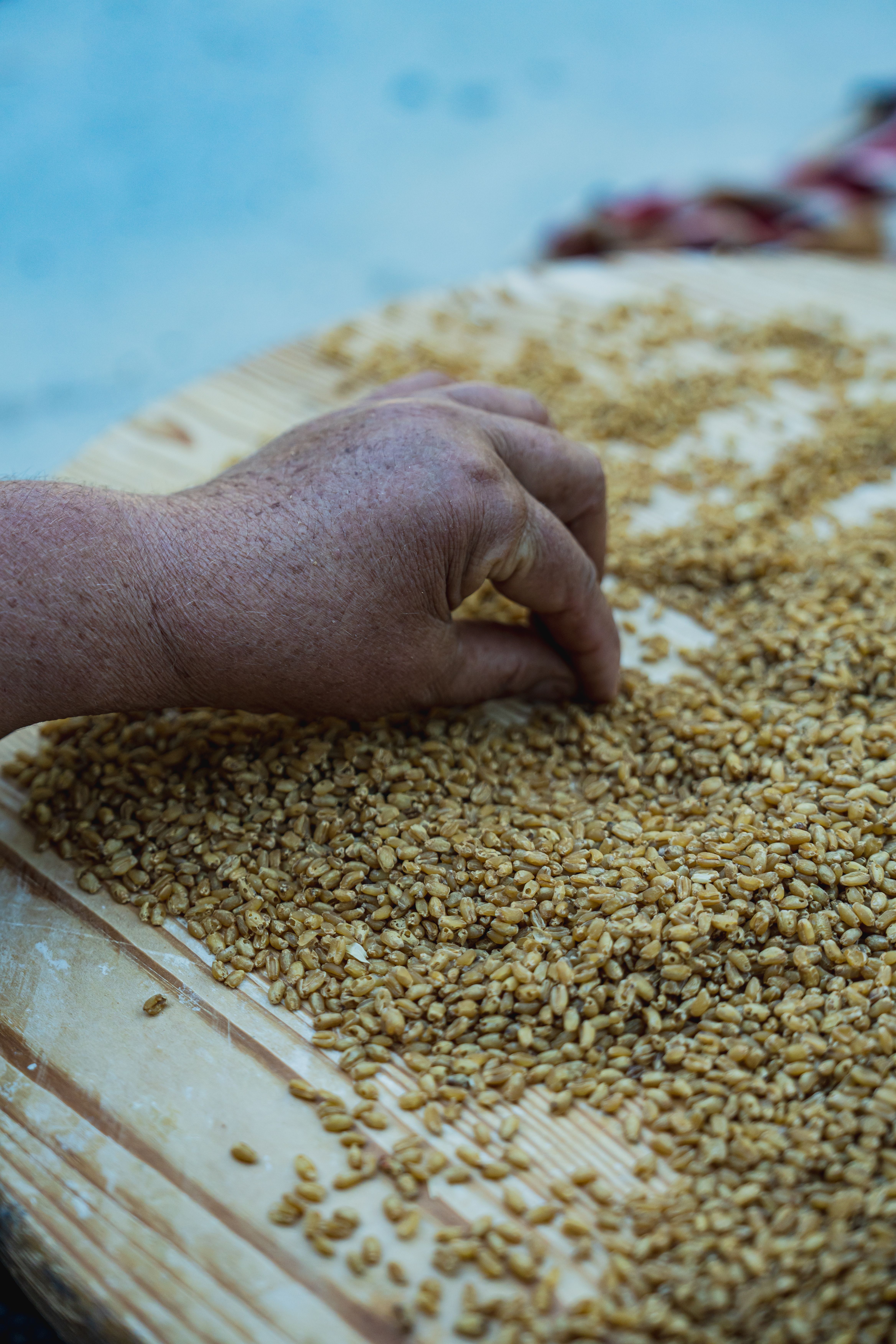 Hand sorting grains on wooden table · Free Stock Photo
