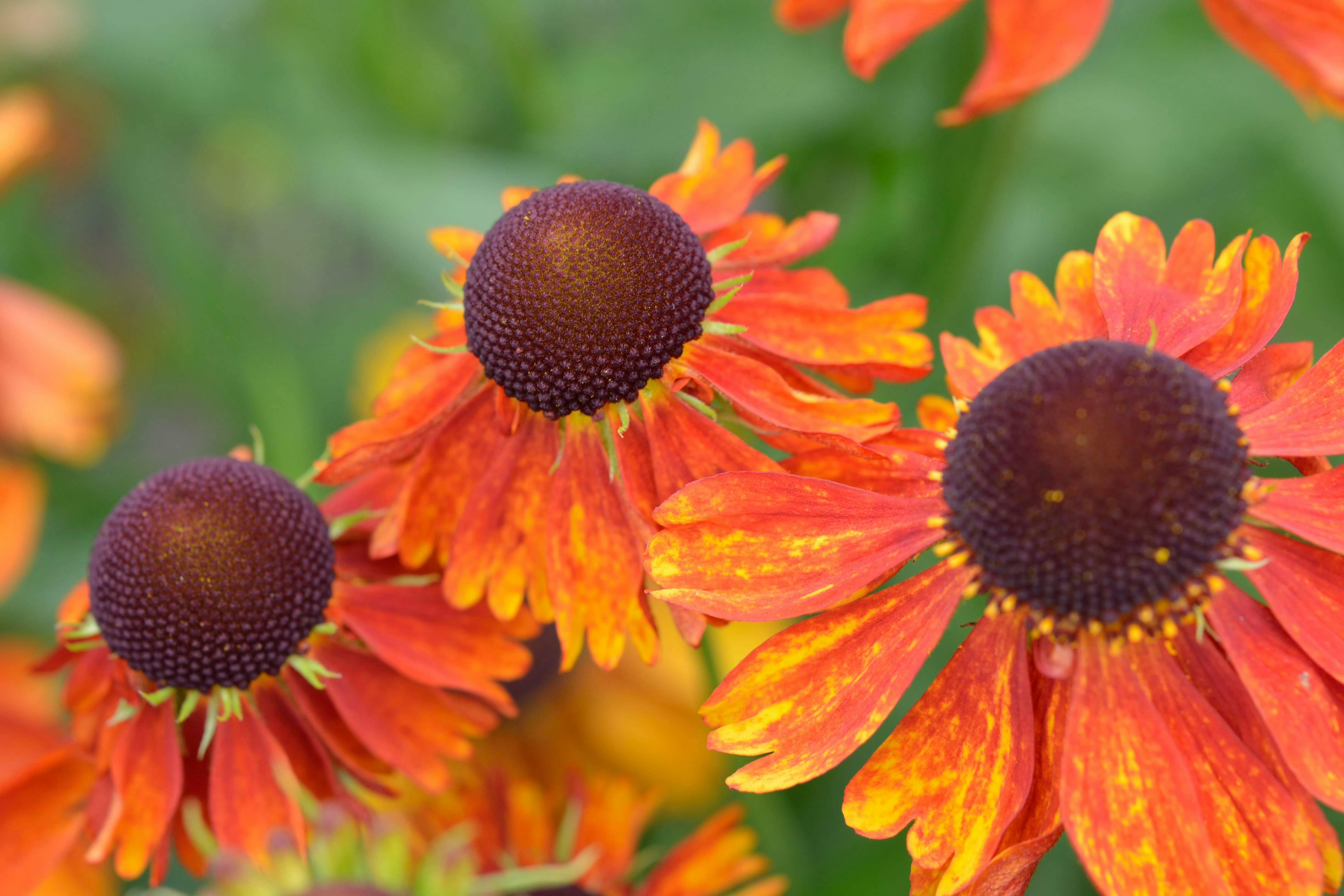 Vibrant Helenium Flowers in Full Bloom · Free Stock Photo