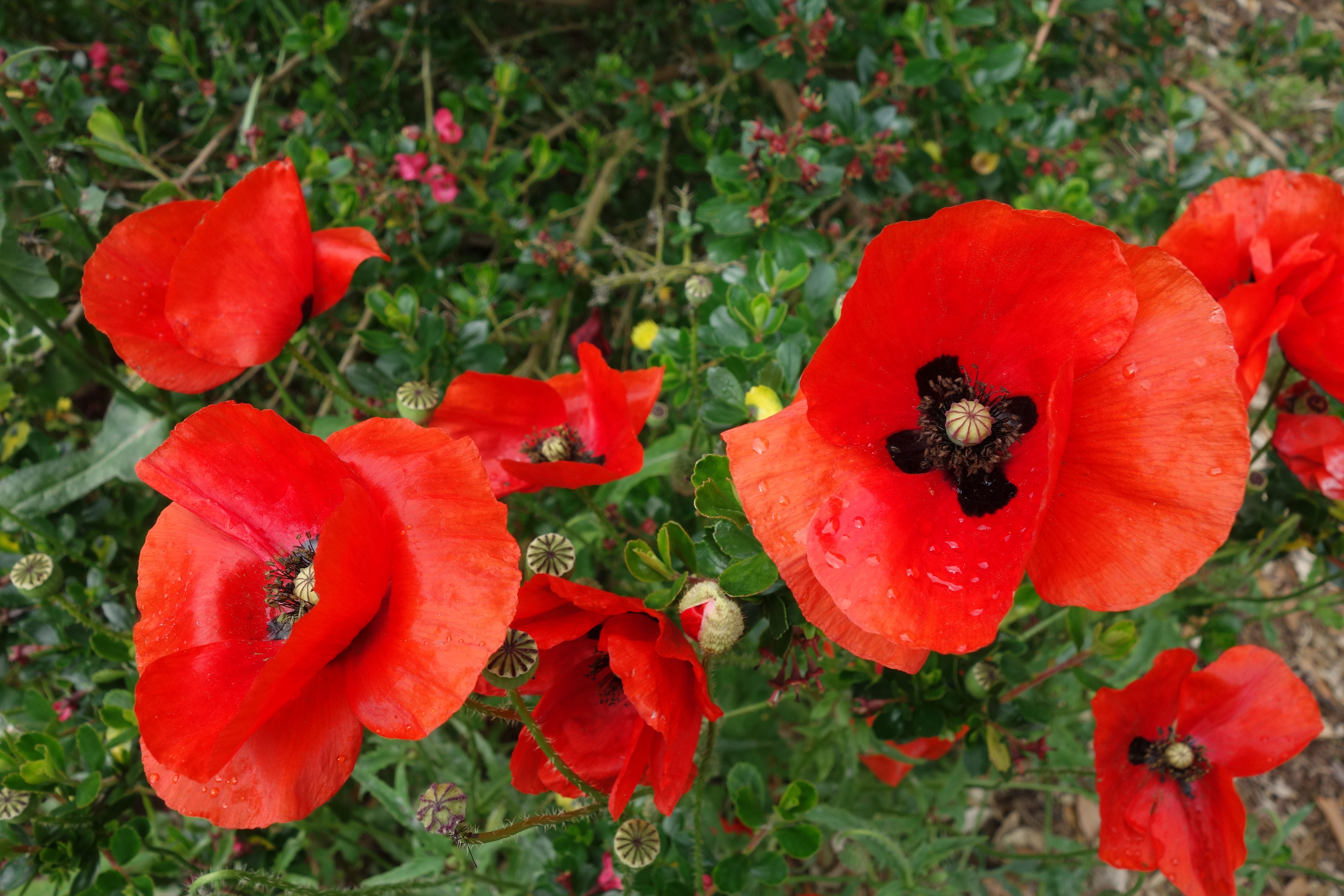 Vibrant Red Poppies in Bloom Outdoors · Free Stock Photo