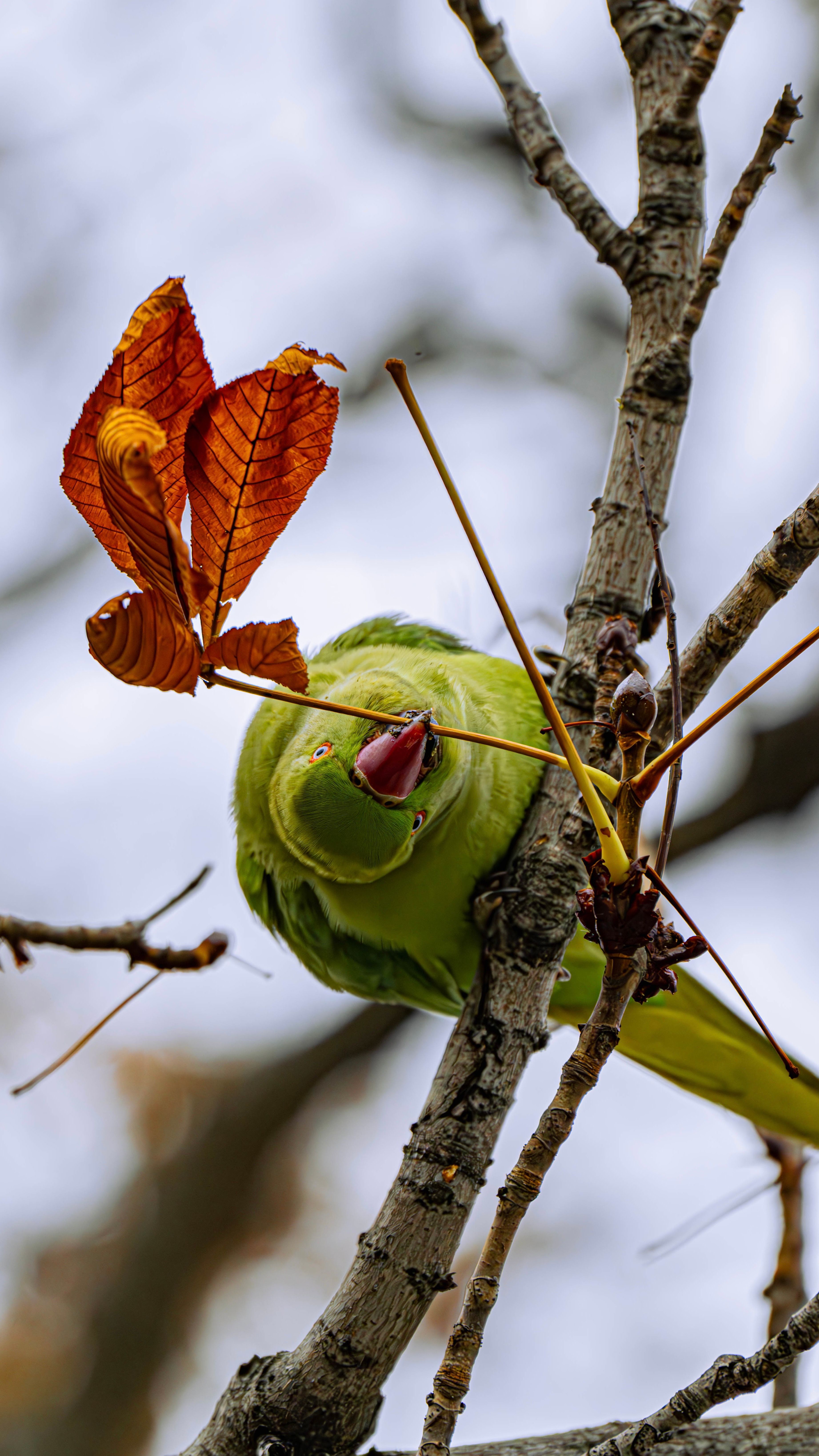 Parrot Sitting on Branch in Autumn, Baku · Free Stock Photo