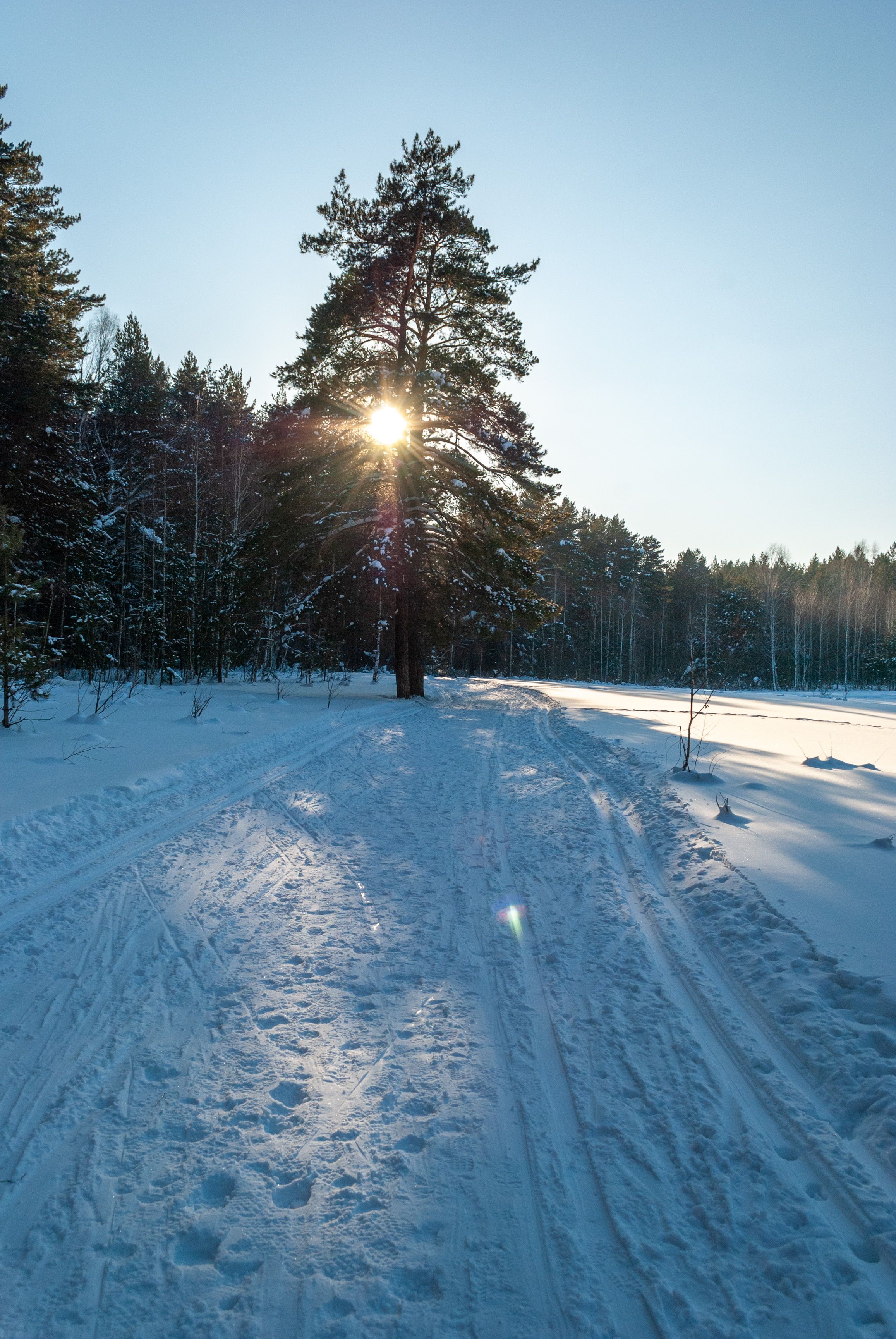 Serene Winter Landscape with Sunlight Through Trees · Free Stock Photo