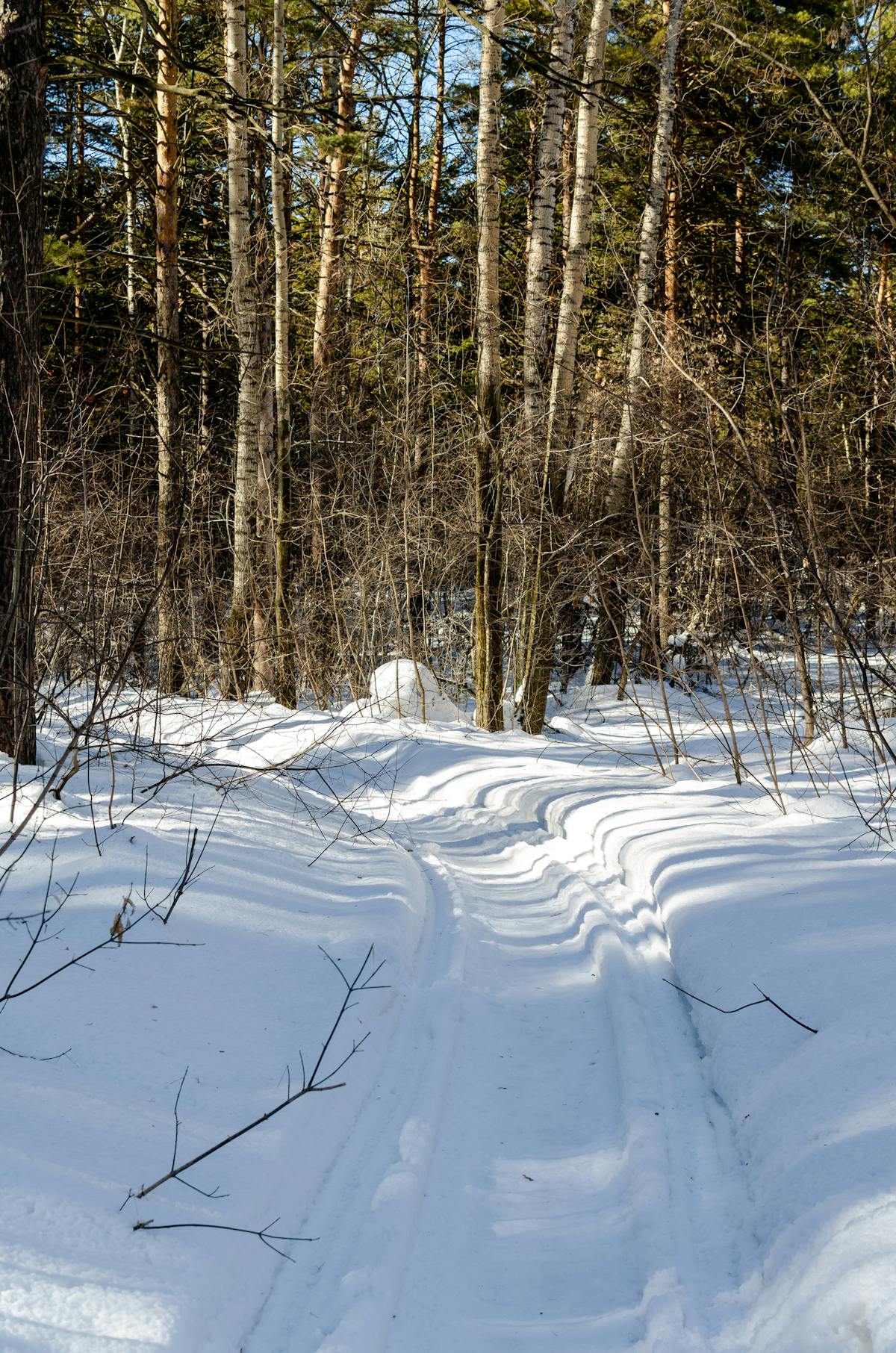 Path In Forest Photos, Download The BEST Free Path In Forest Stock ...