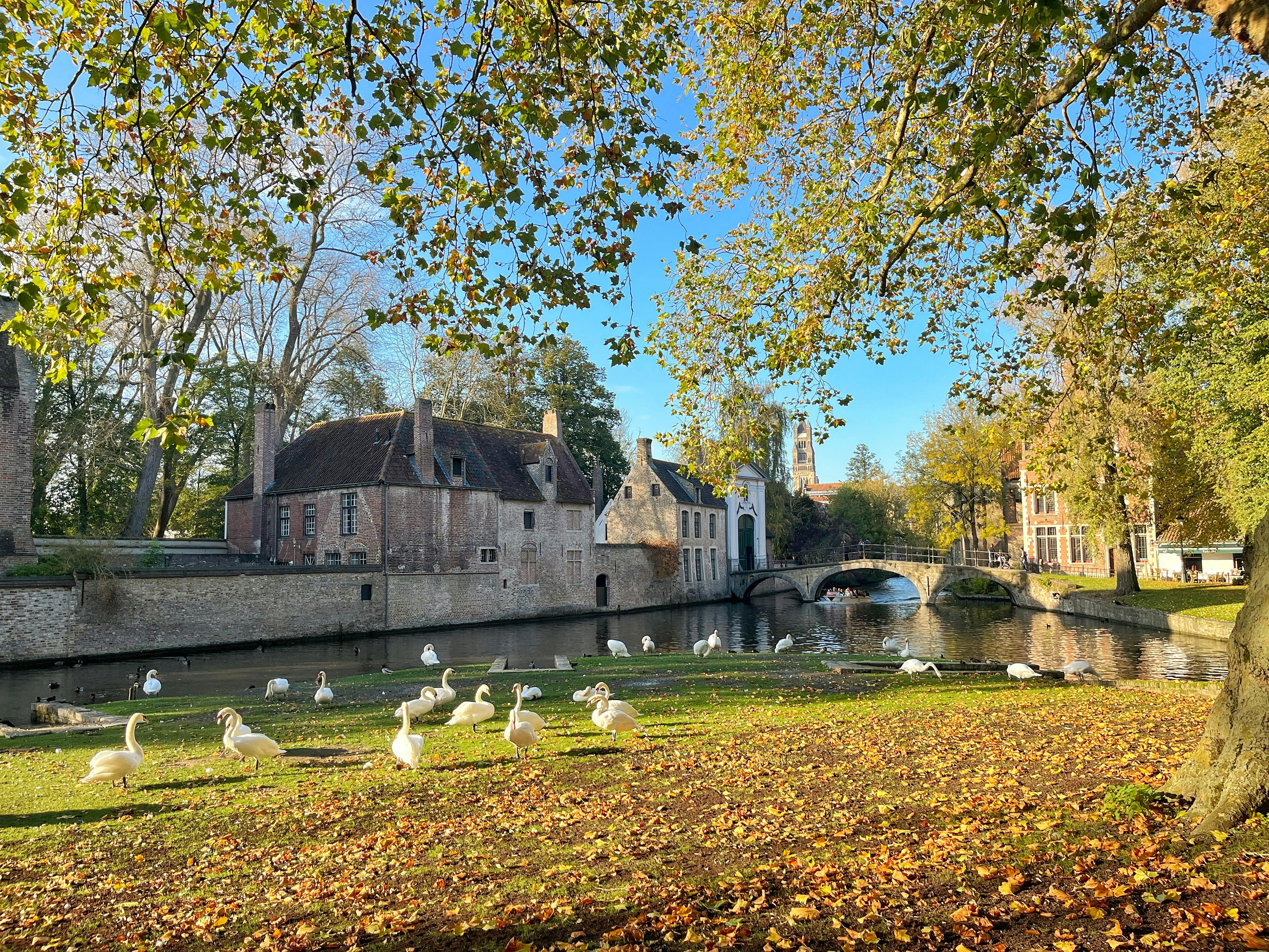 Idyllic Autumn Scene by Bruges Canal with Swans · Free Stock Photo