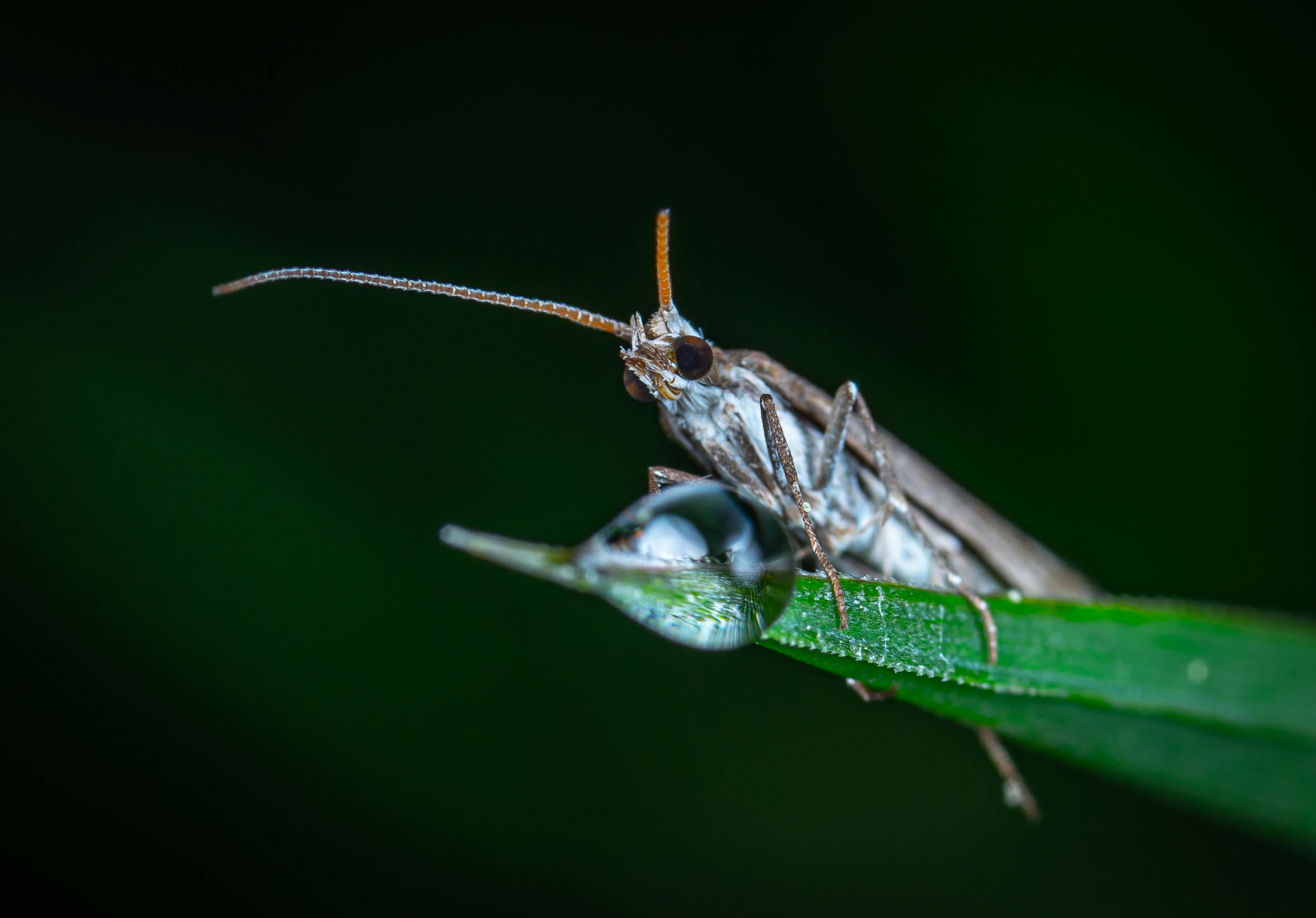 Close-Up Photography of Gray Insect · Free Stock Photo