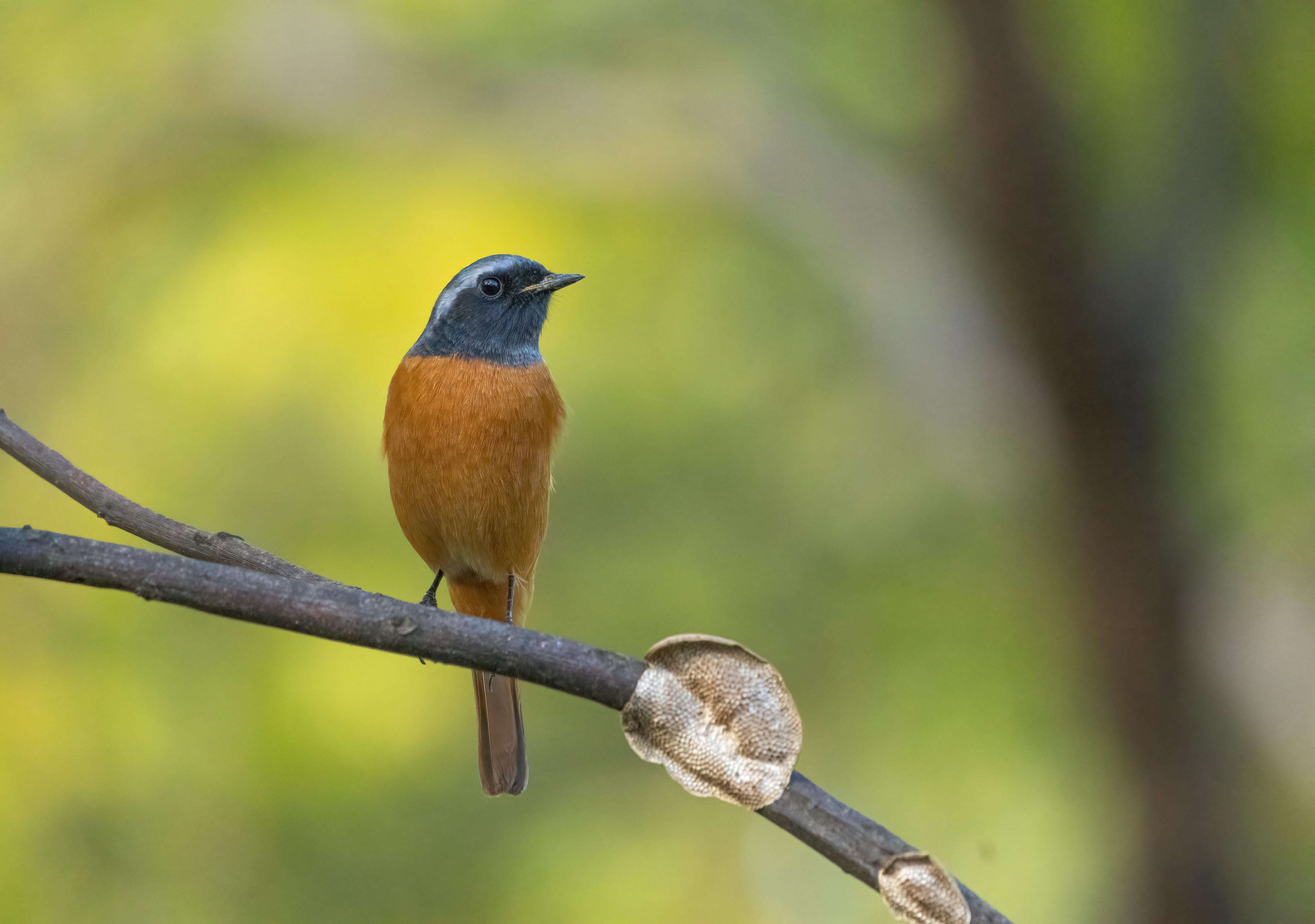 Colorful Bird on Branch in Taipei · Free Stock Photo
