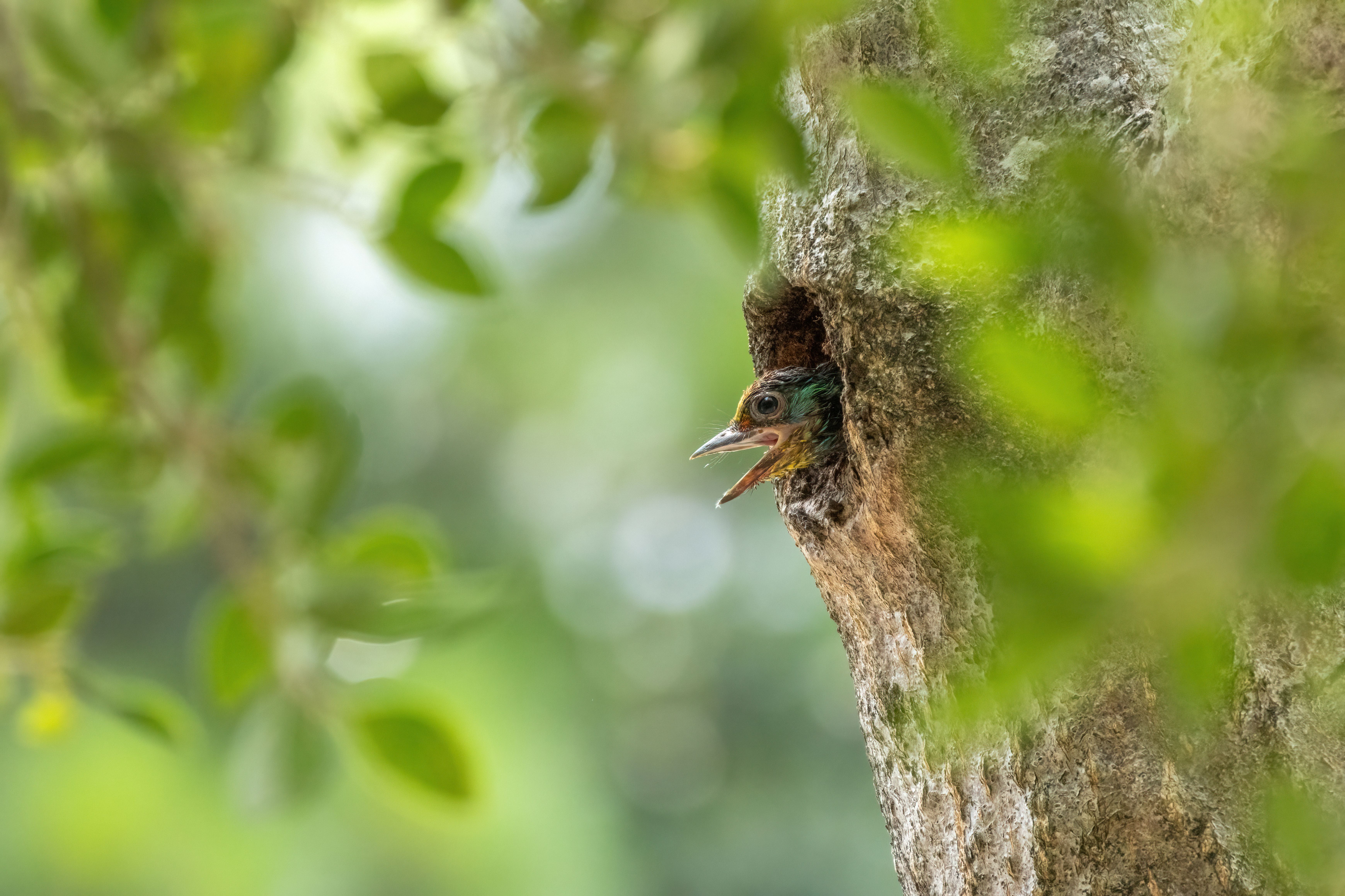 Colorful Bird in Tree Hollow in Taipei · Free Stock Photo