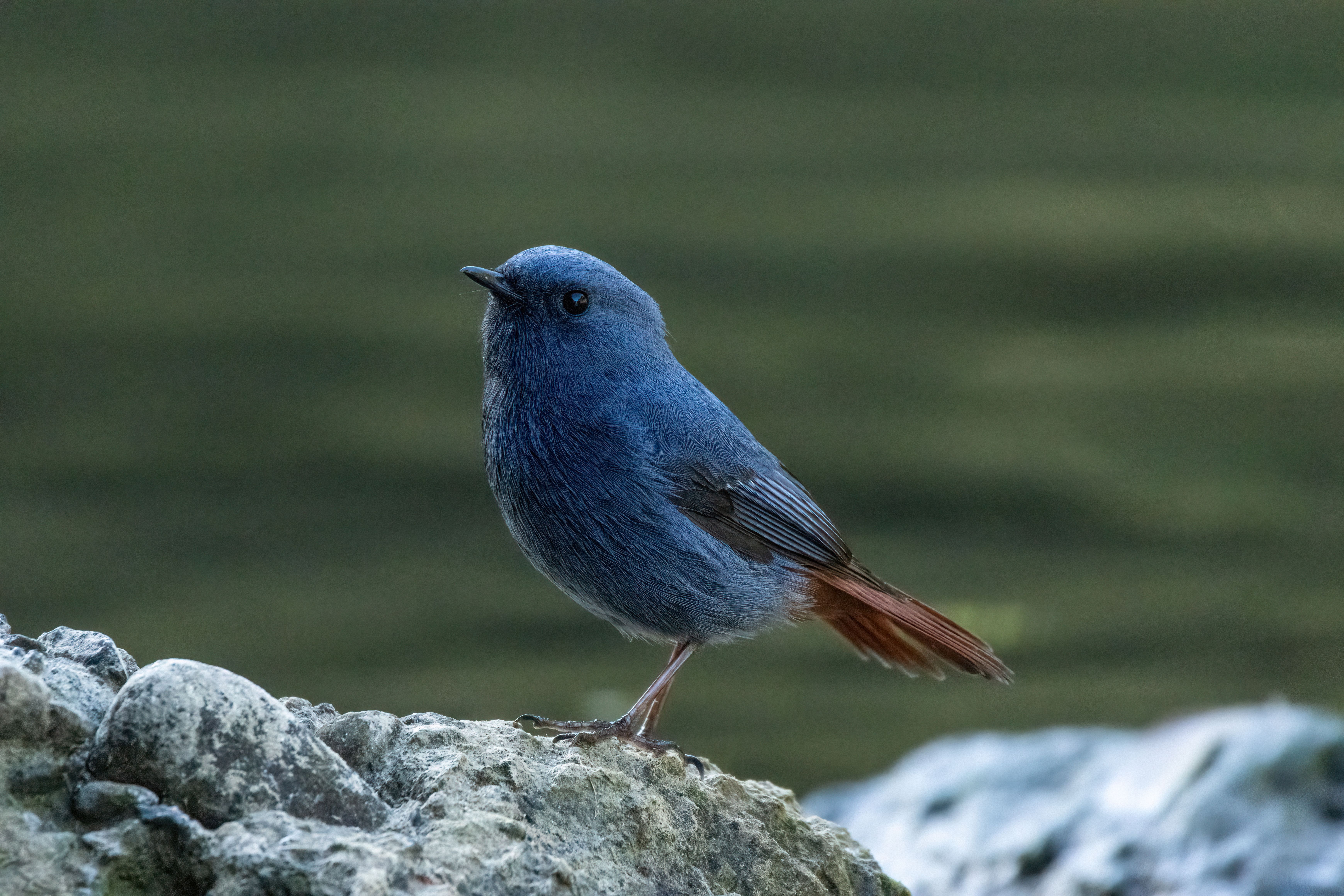 Phoenicurus Fuliginosus Photos, Download The BEST Free Phoenicurus ...
