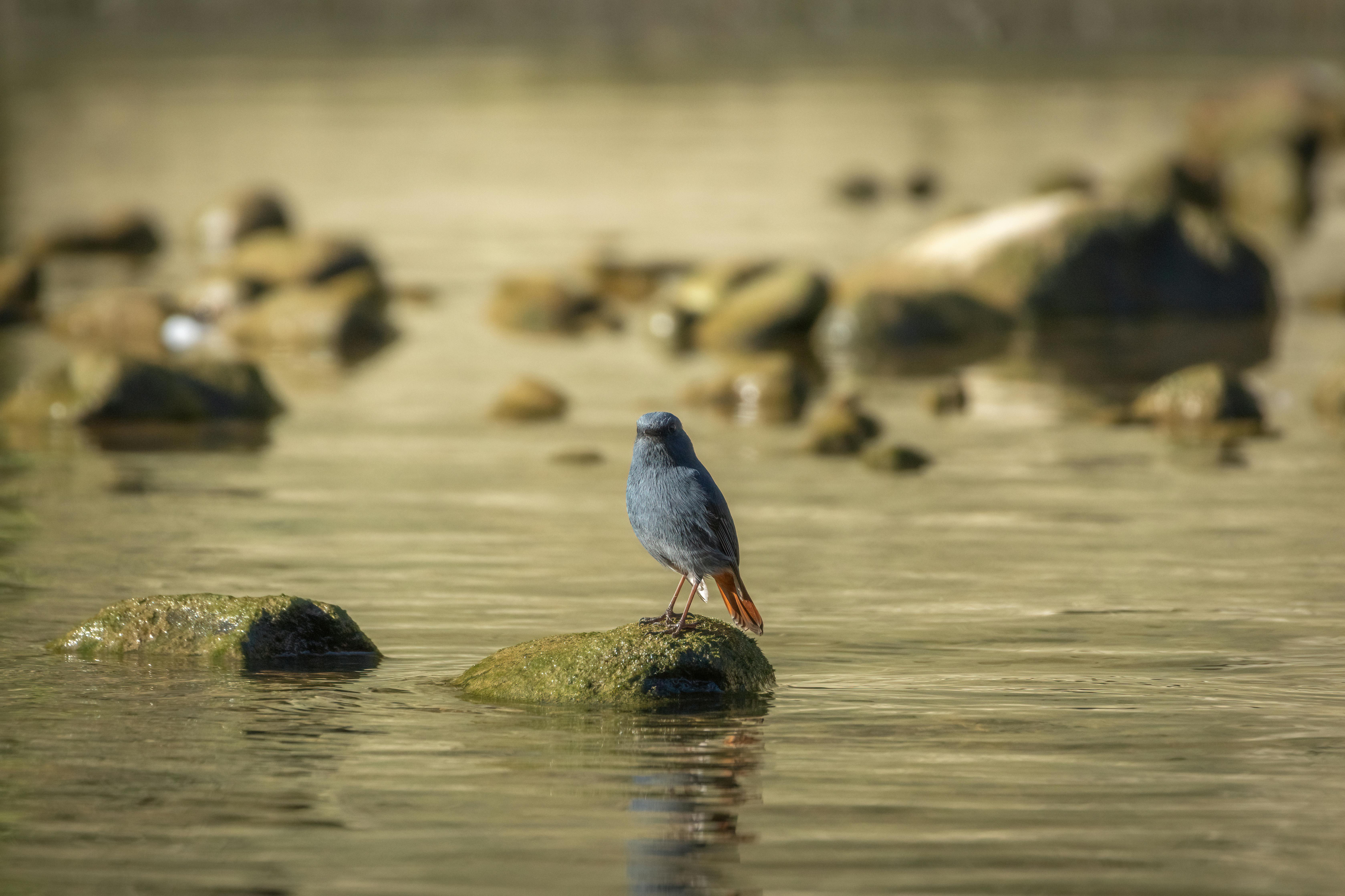 Beautiful Bird Perched on Rocks in River · Free Stock Photo