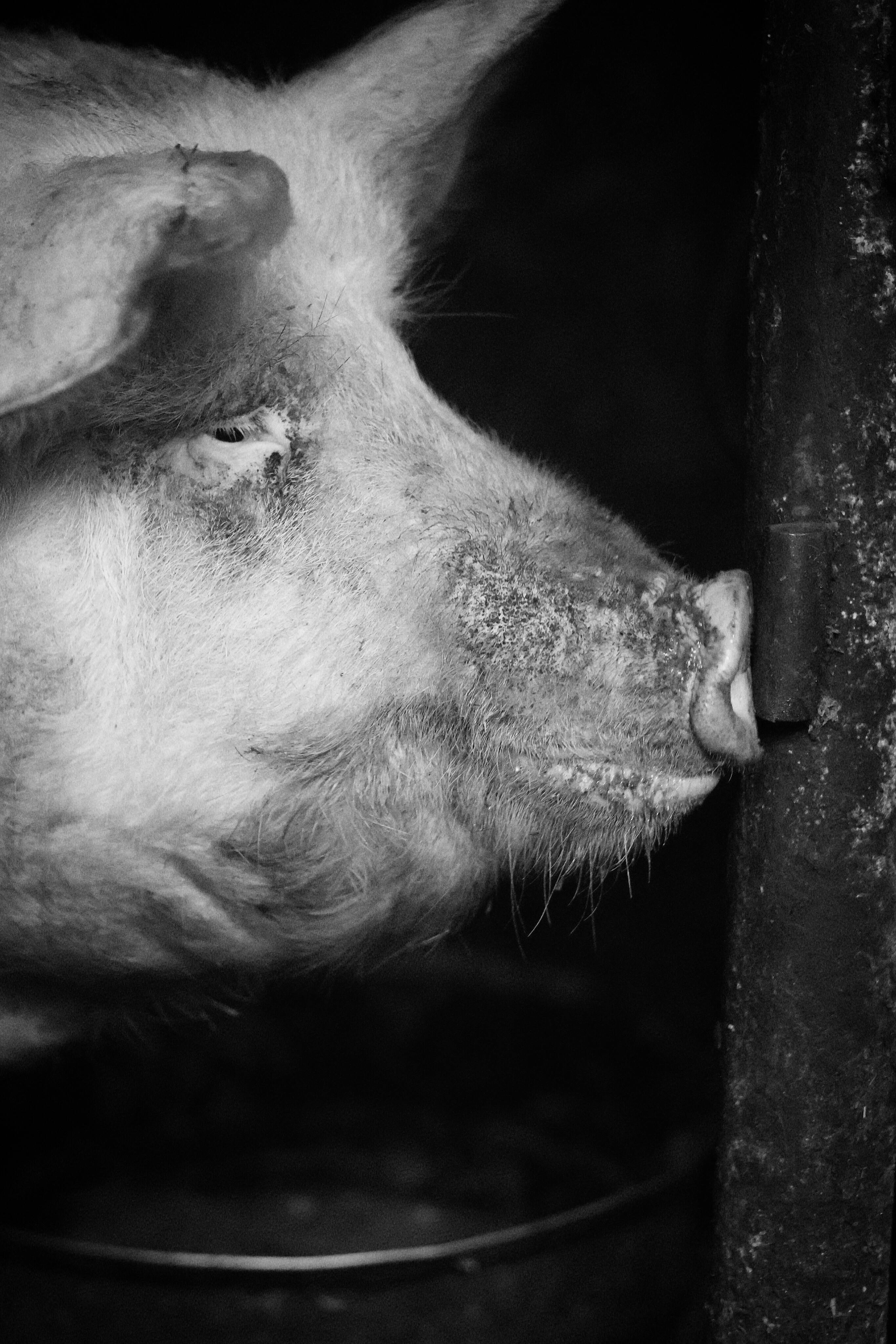 Monochrome Close-up of a Farm Pig's Profile · Free Stock Photo