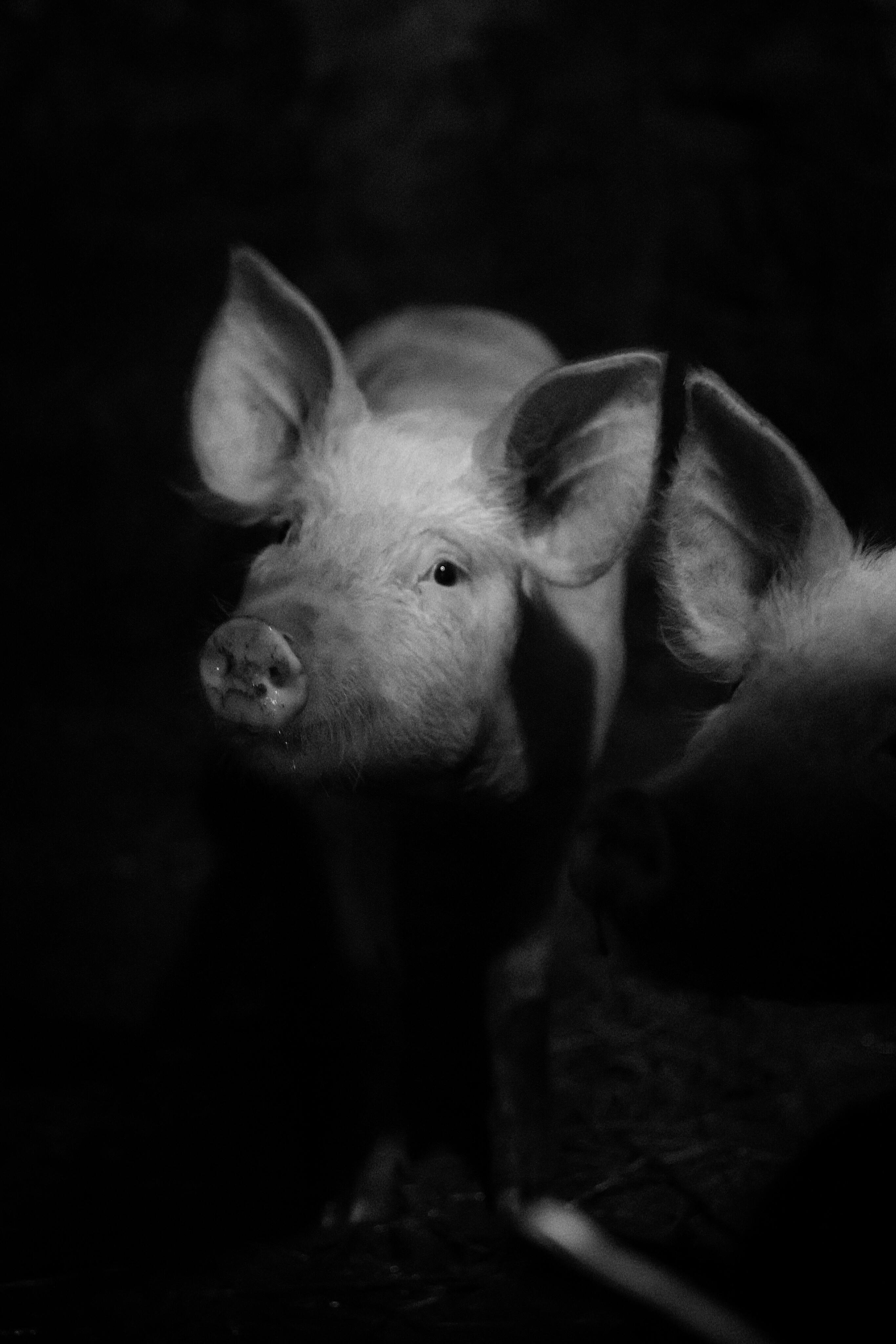 Dramatic Black and White Pig Portrait · Free Stock Photo