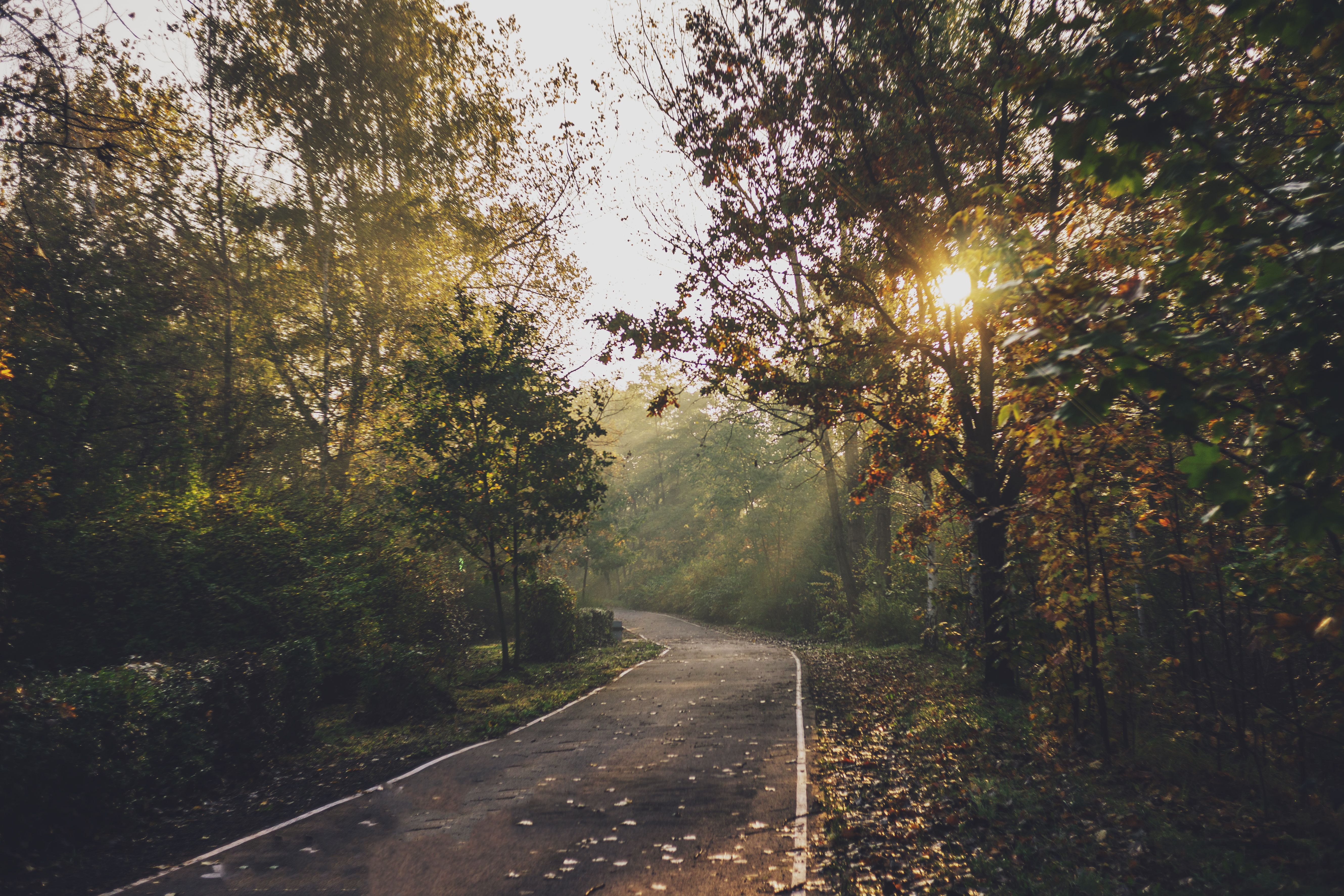 Serene Forest Pathway at Sunrise in Autumn · Free Stock Photo