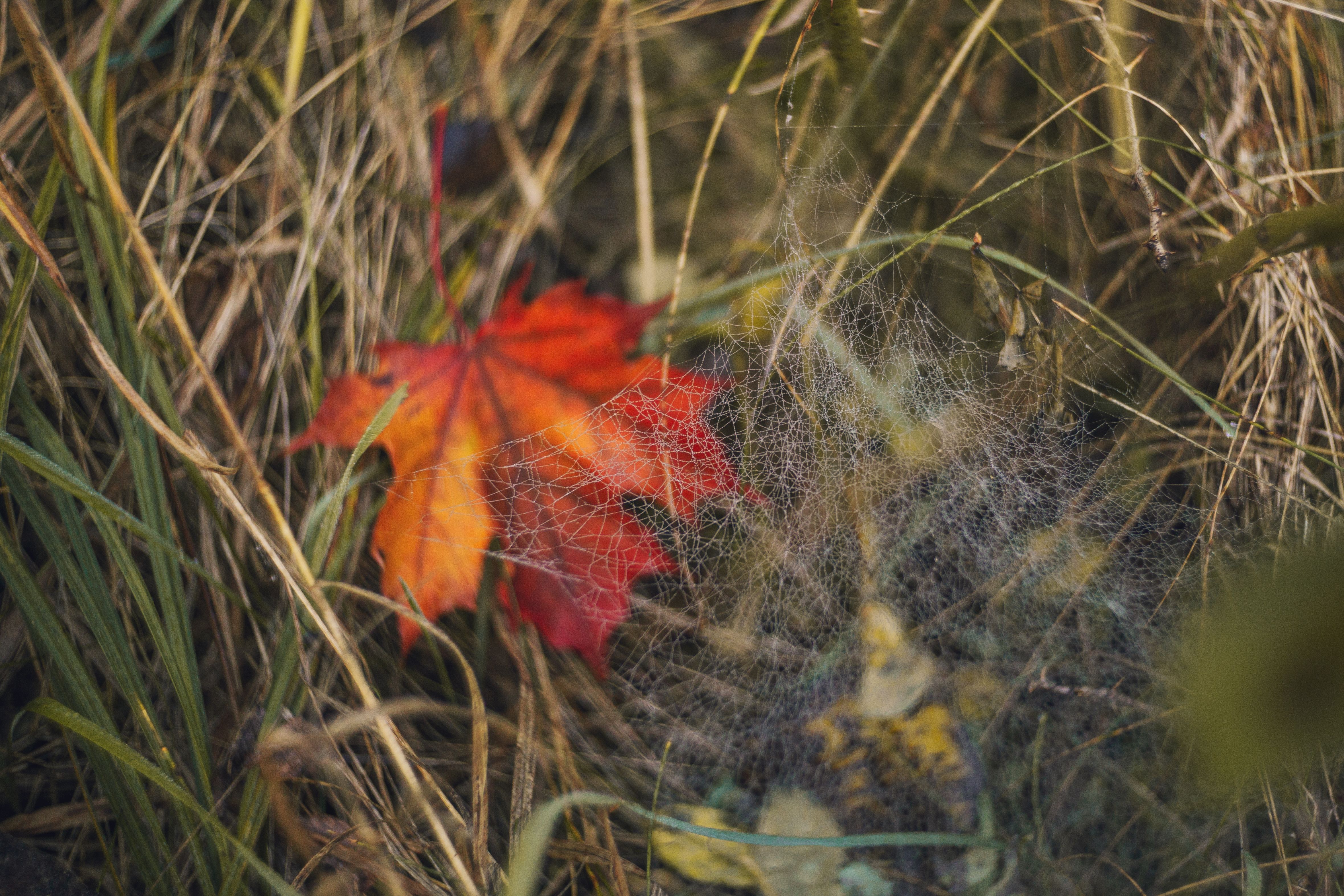 Vibrant Autumn Leaves with Dewy Cobweb · Free Stock Photo