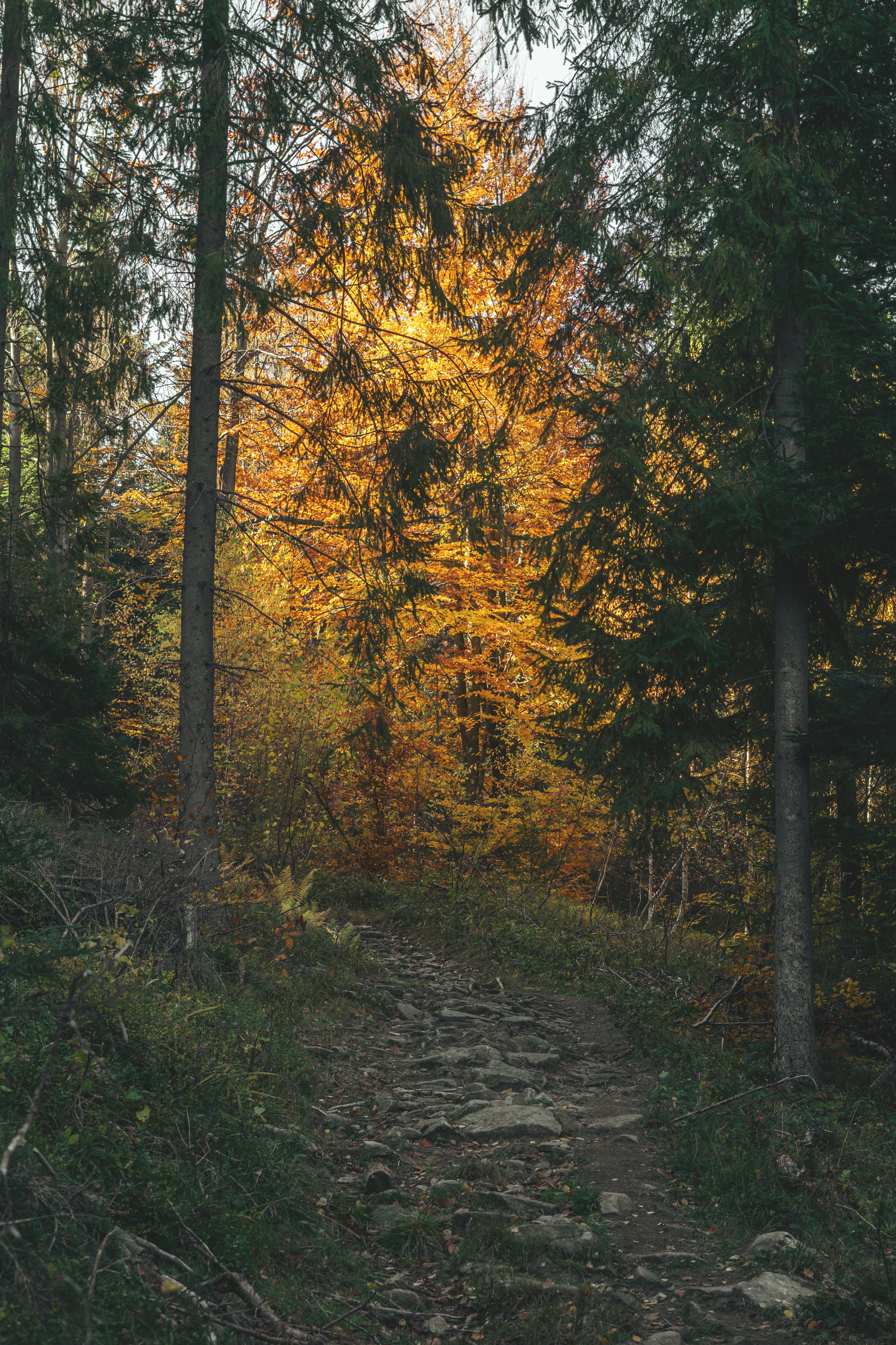 Scenic Autumn Forest Pathway with Sunlit Trees · Free Stock Photo
