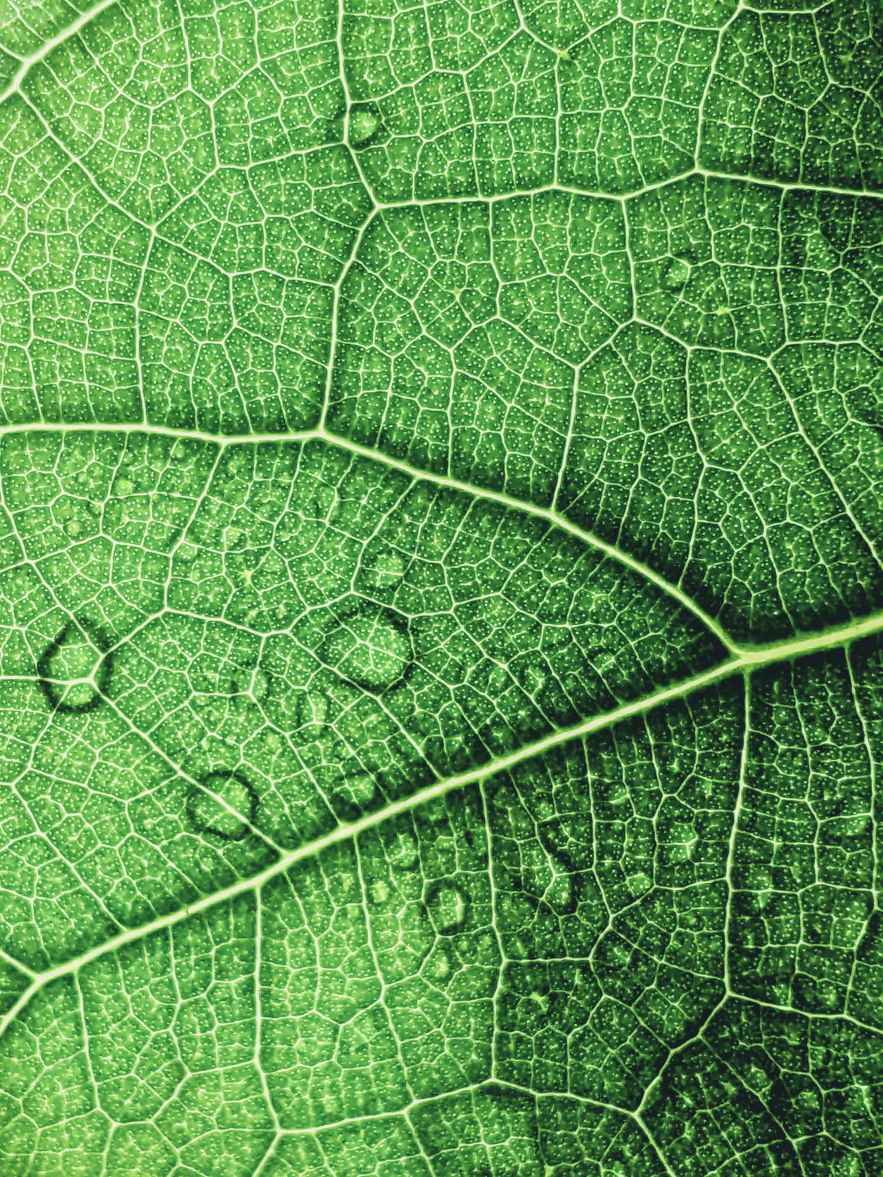 Green Creatre Photos, Download The BEST Free Green Creatre Stock Photos ...