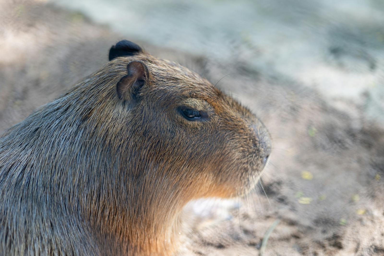 Capybara Profile Photos, Download The BEST Free Capybara Profile Stock ...