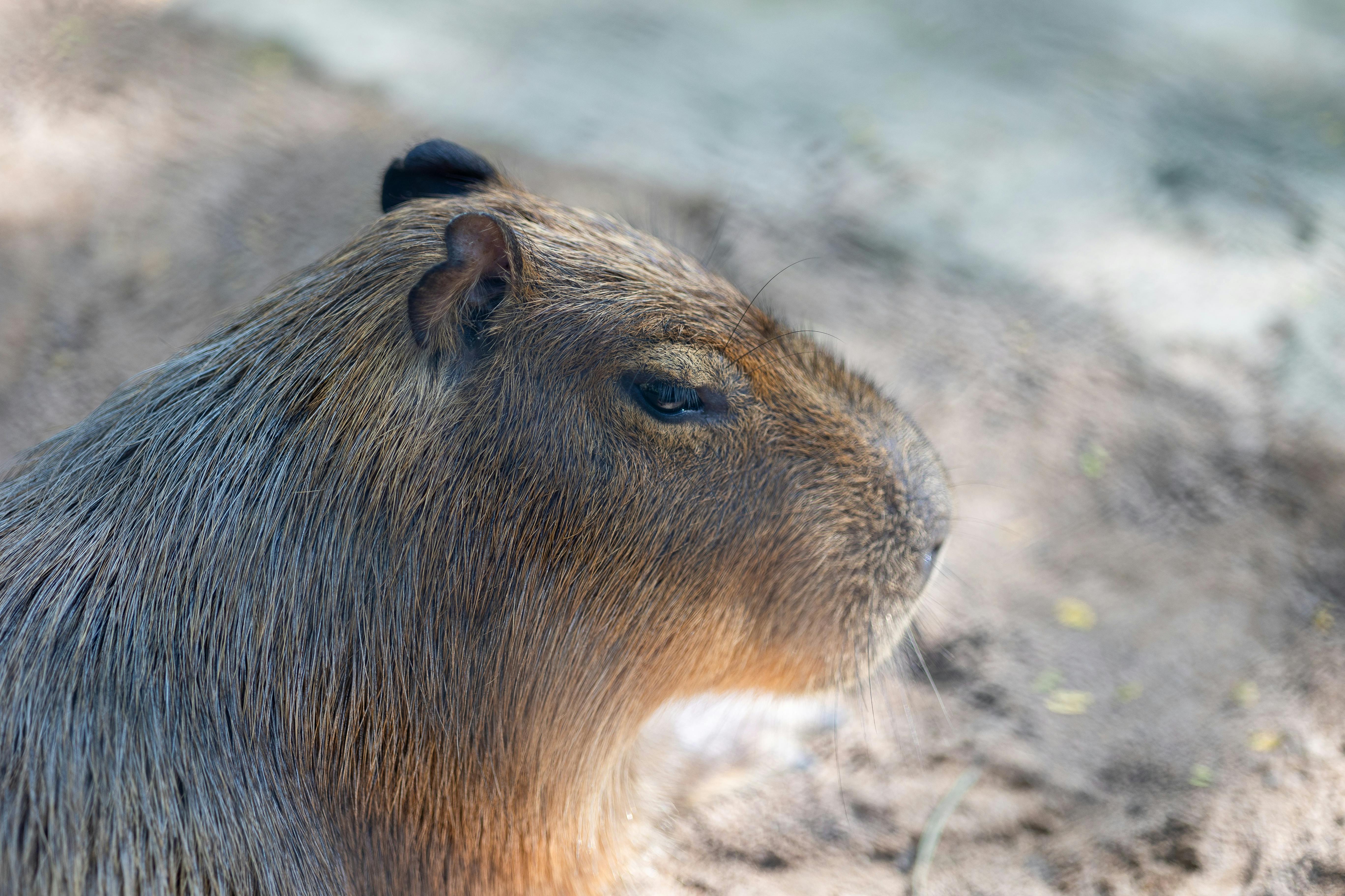 Primer Plano De Un Capibara En Su Hábitat Natural · Foto de stock gratuita