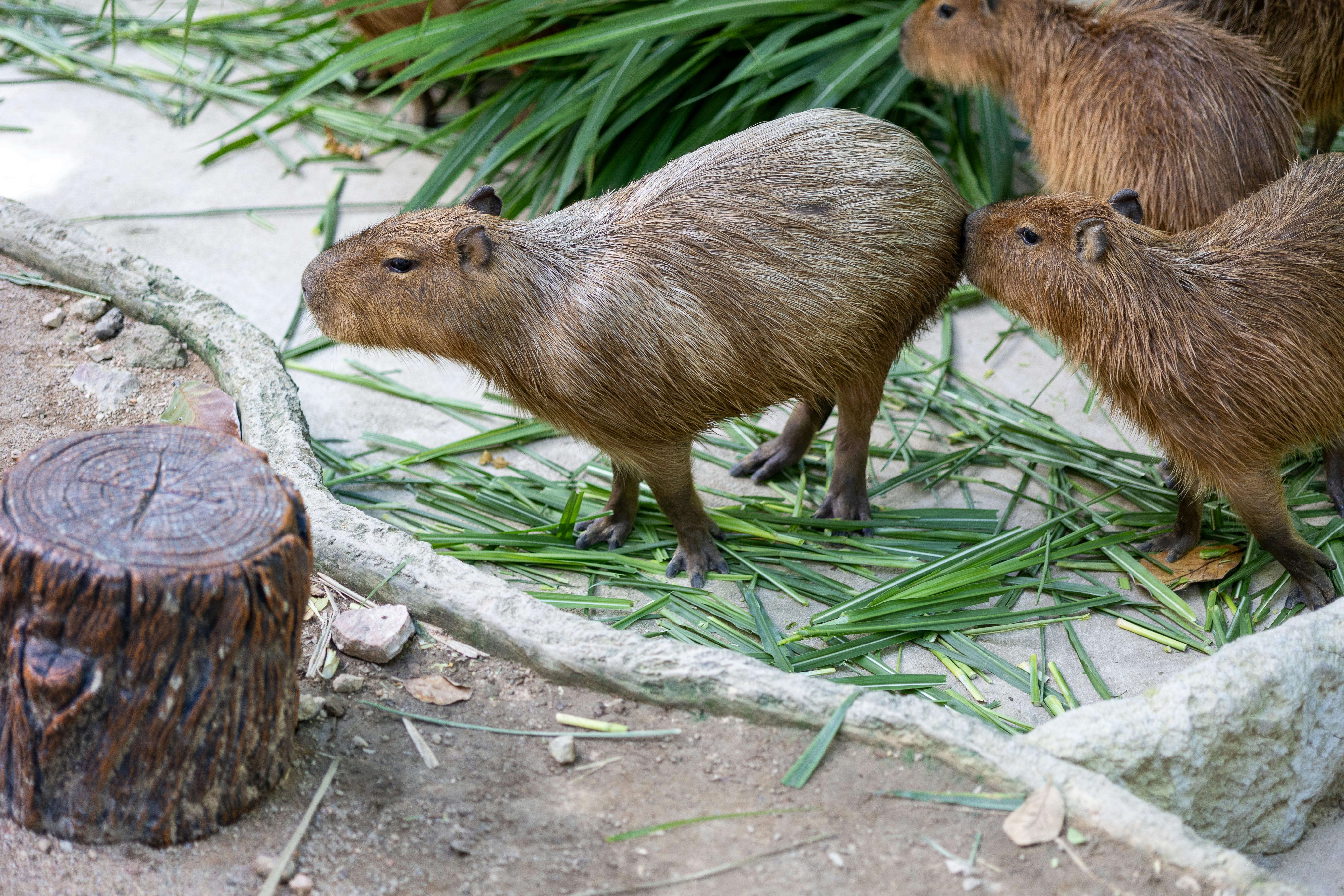 Group of Capybaras in Natural Habitat · Free Stock Photo