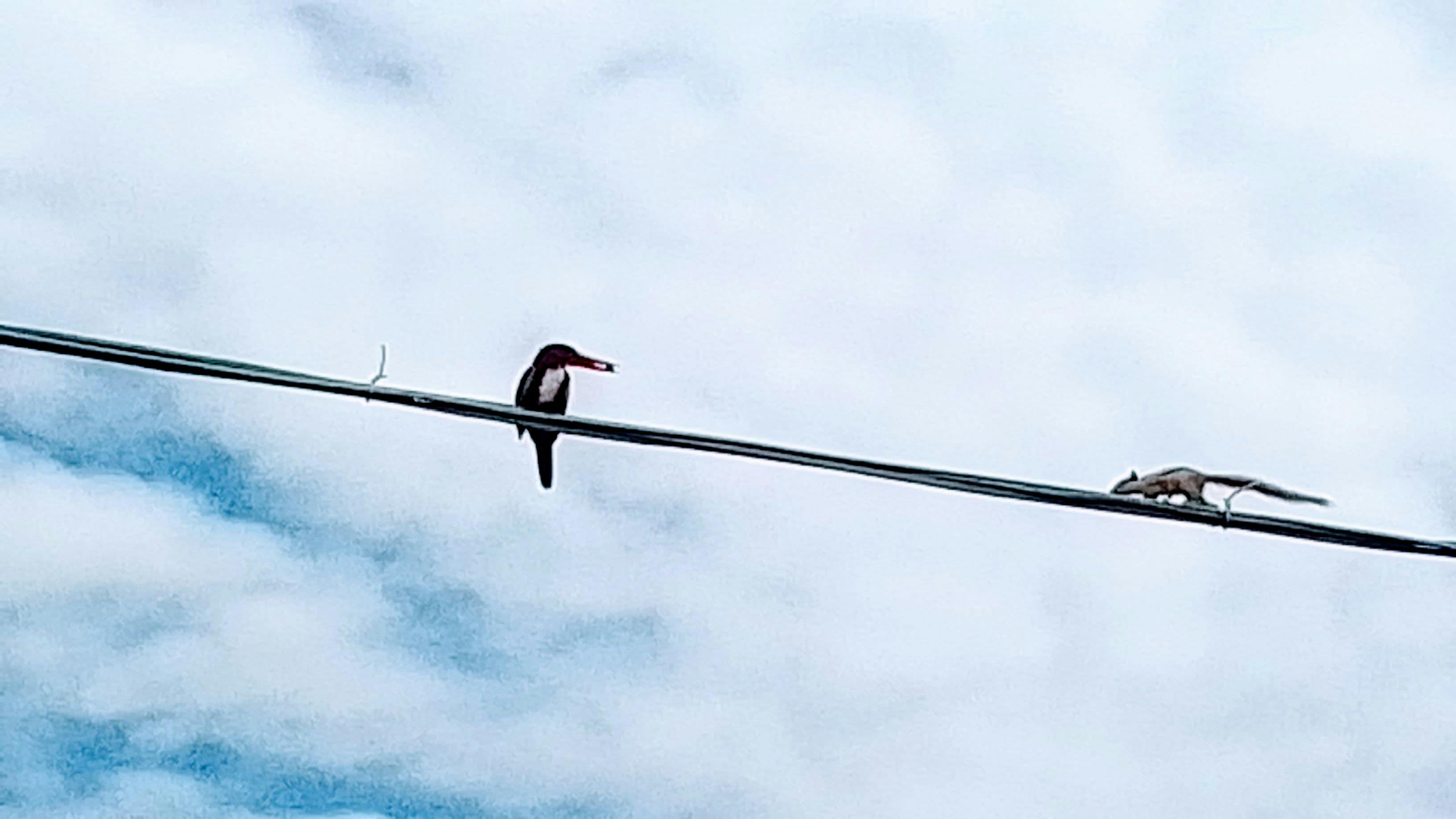 Navreet Singh - Fotografía