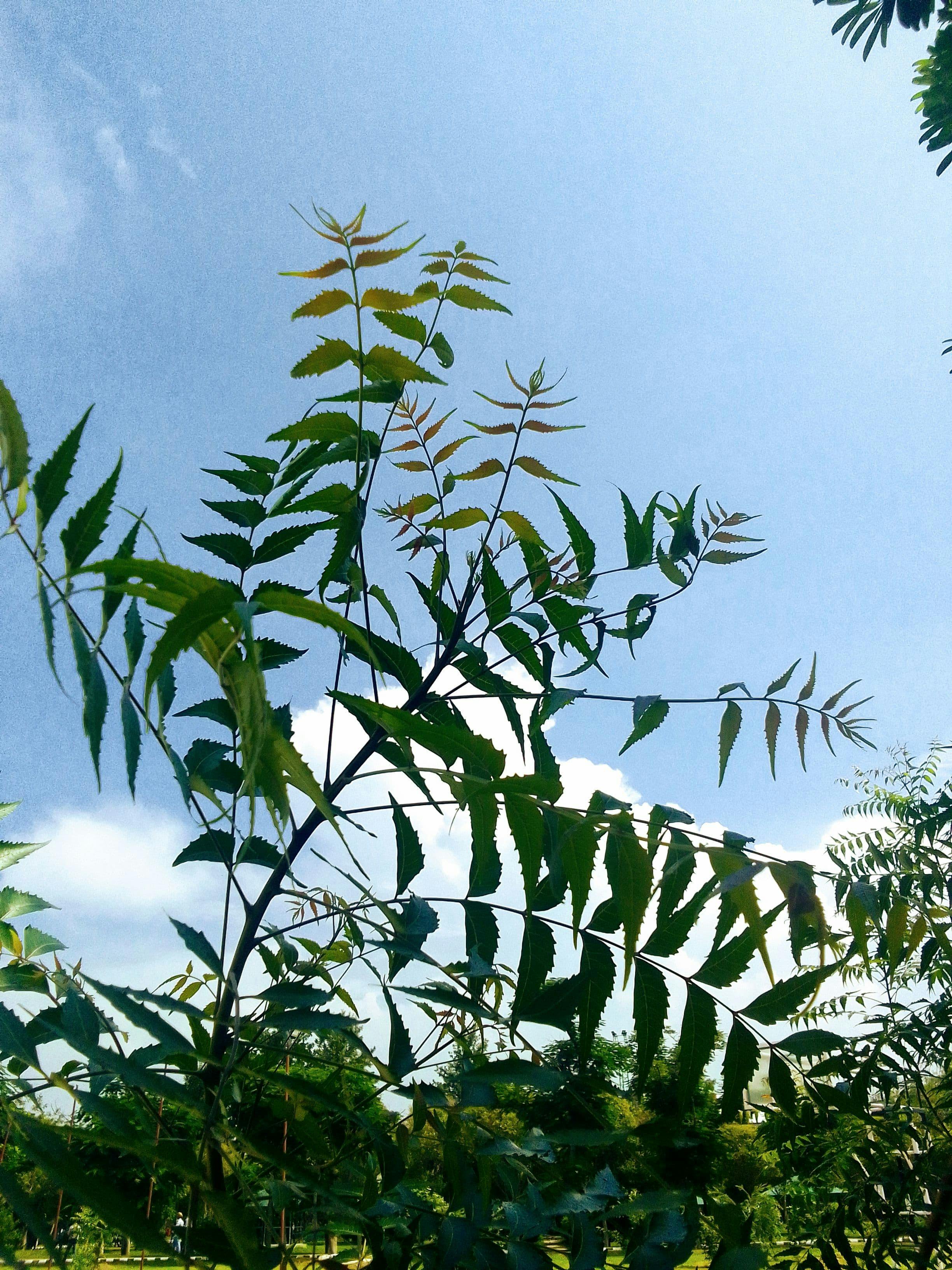 Navreet Singh - Fotografía