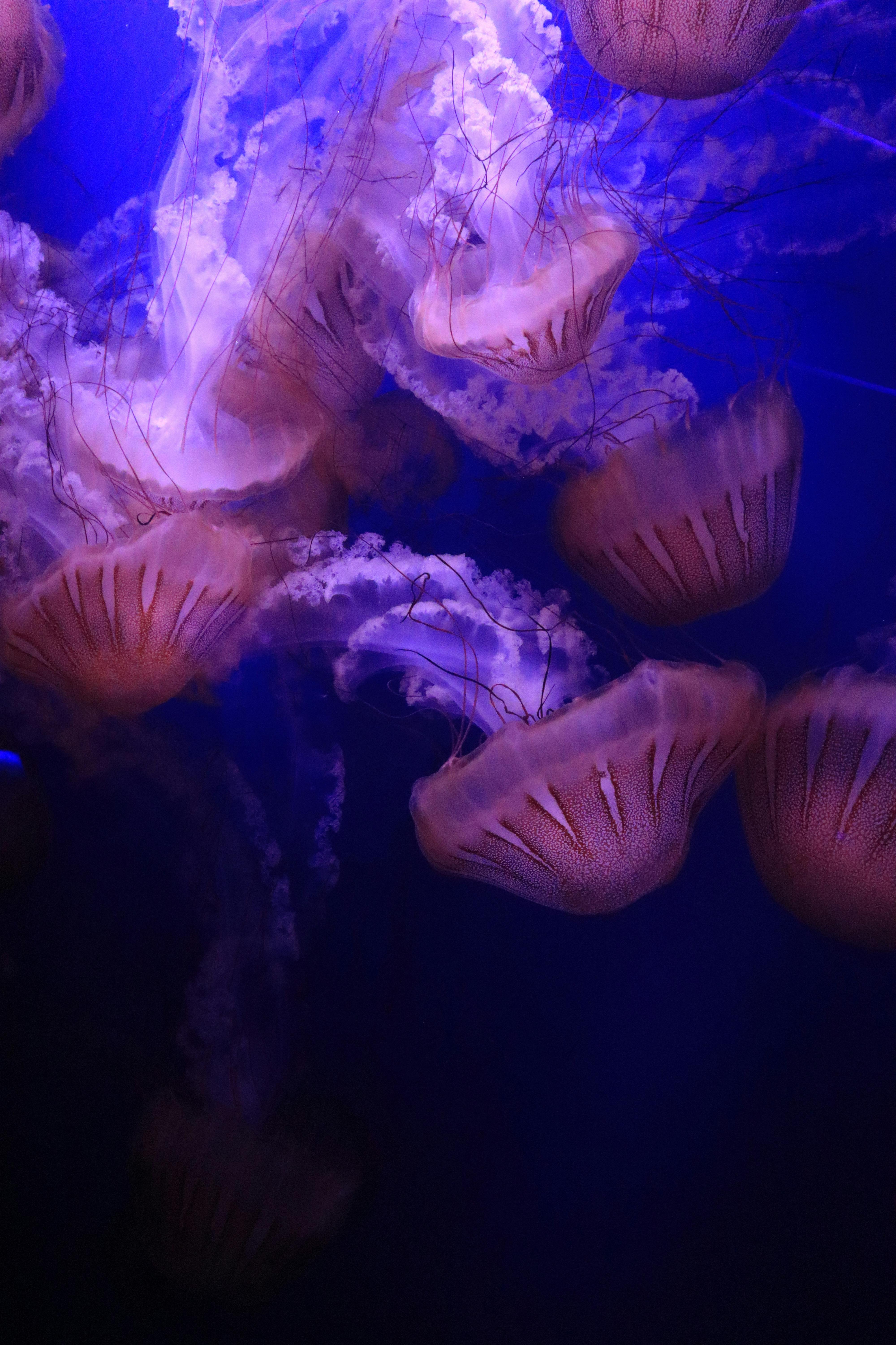 Captivating Jellyfish Display Underwater · Free Stock Photo