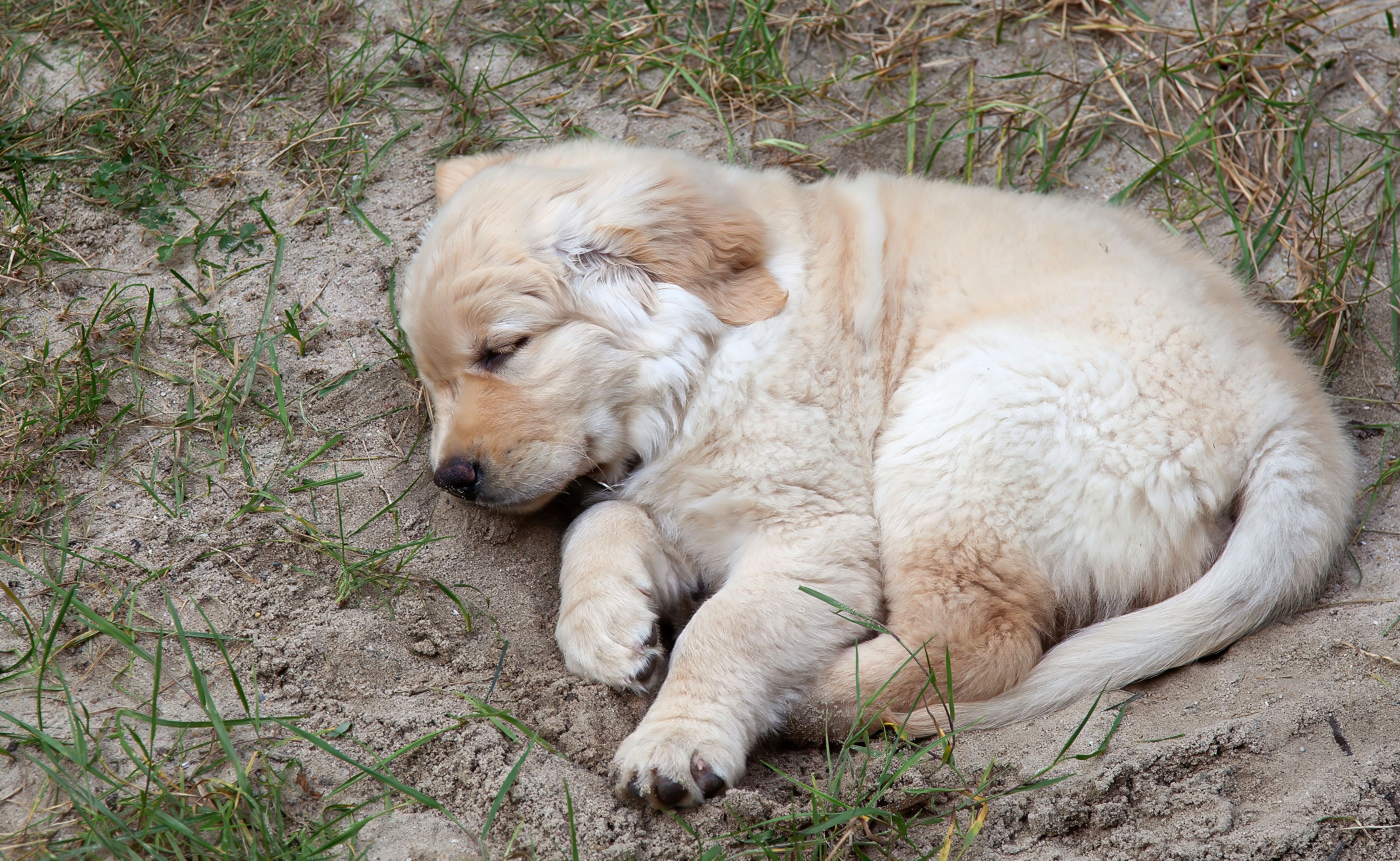 Adorable Golden Retriever Puppy Sleeping Outdoors · Free Stock Photo