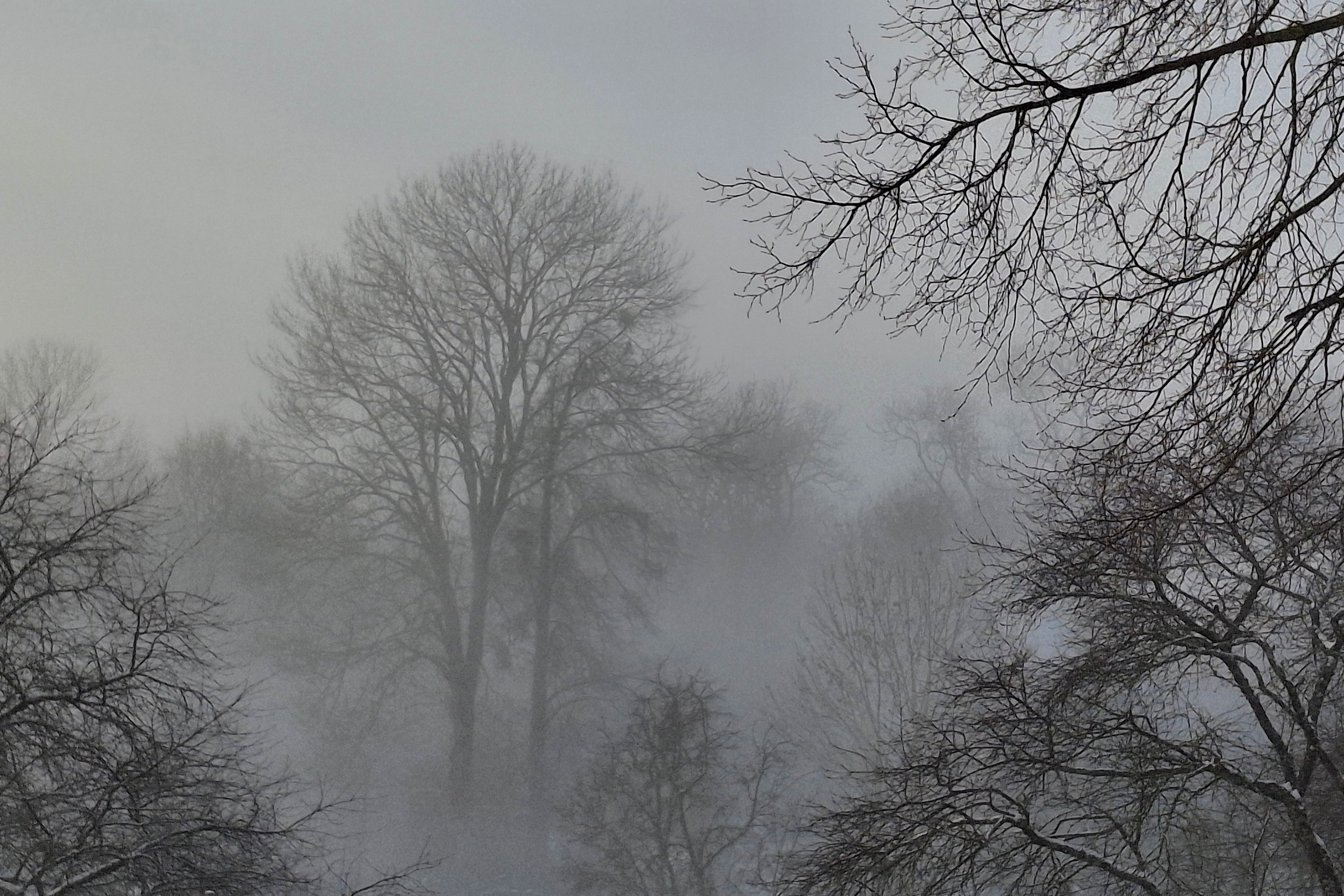 Moody Winter Forest with Misty Trees · Free Stock Photo