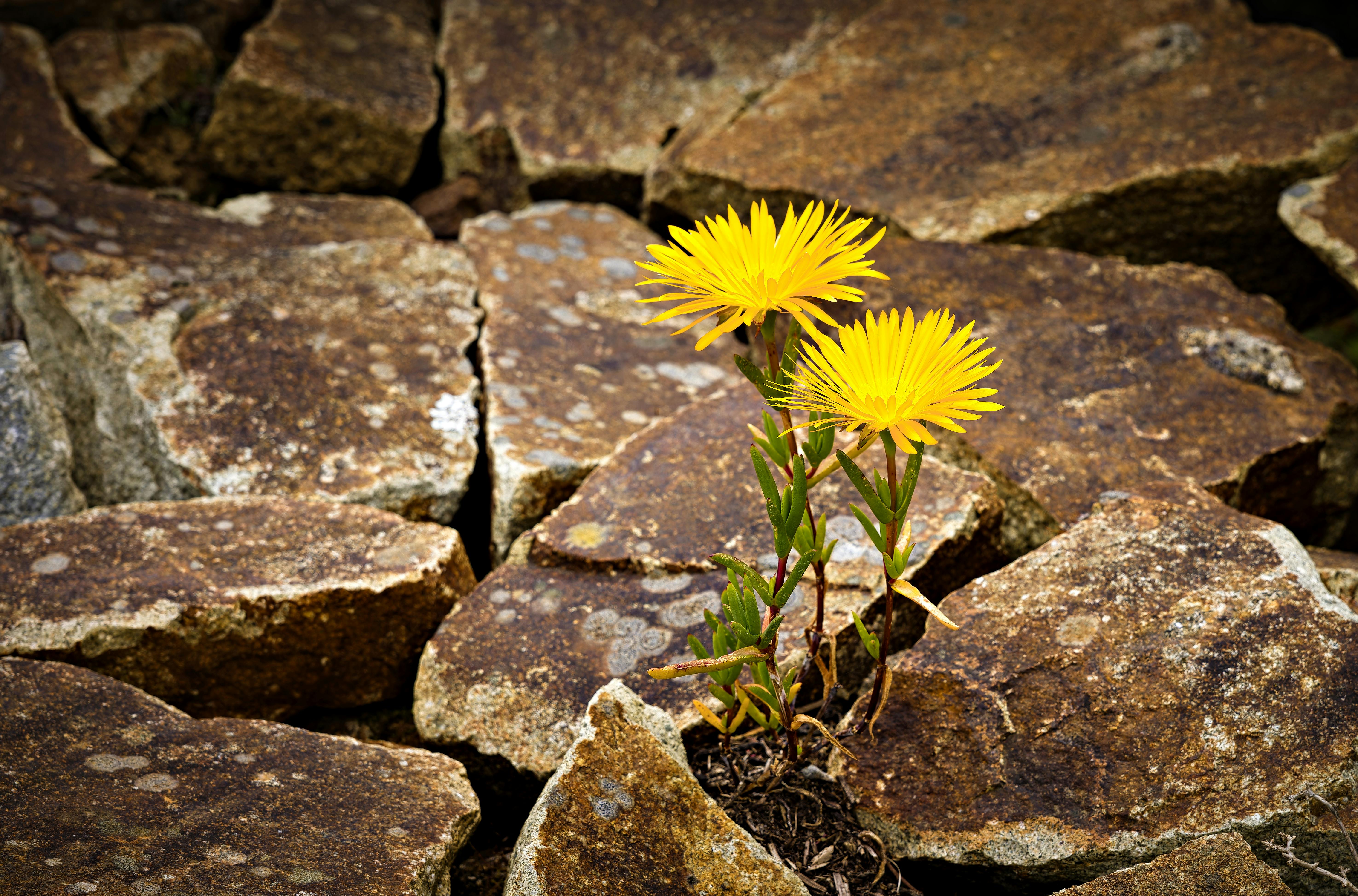 Yellow Flowers Growing Amidst Rocky Terrain · Free Stock Photo