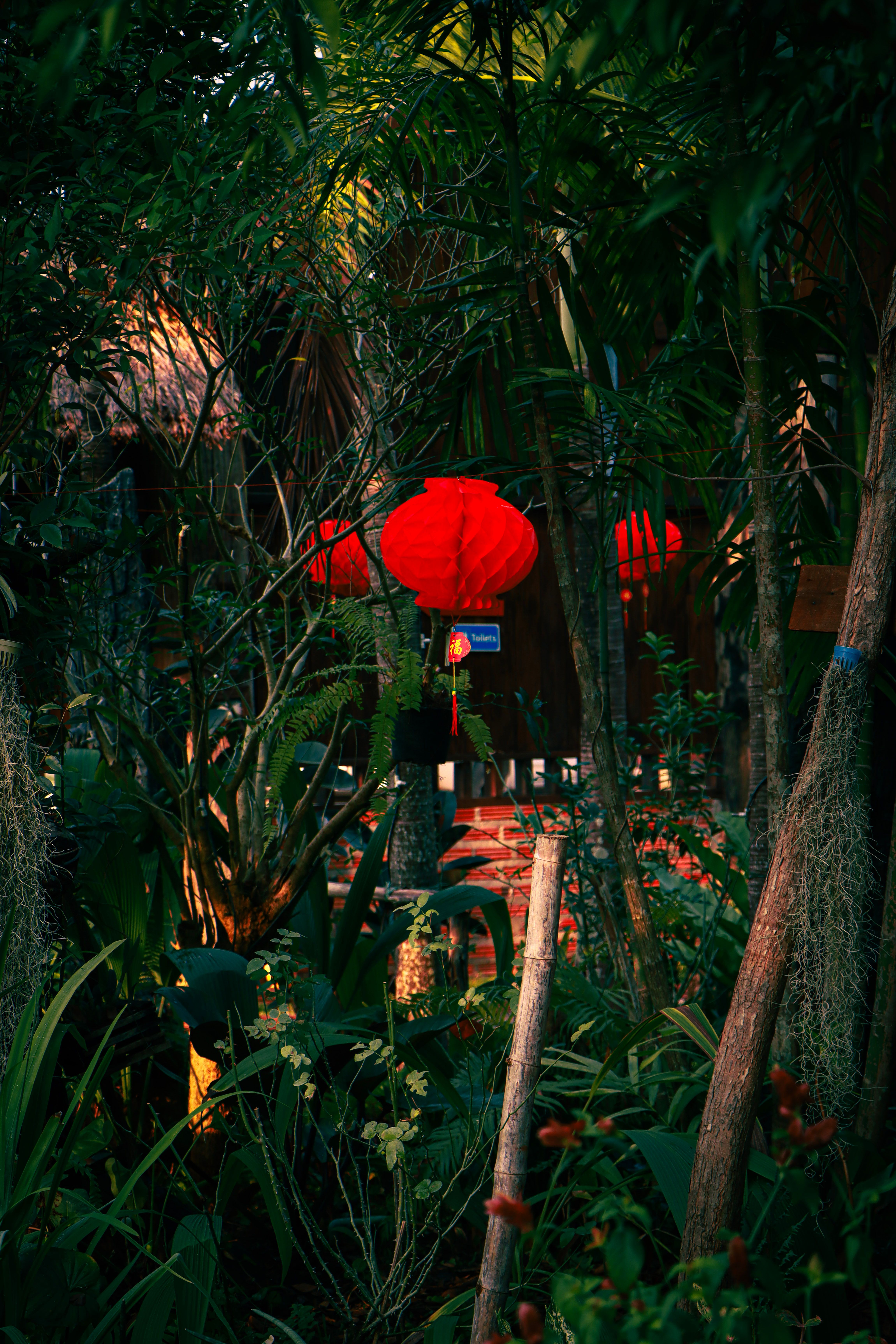 Lush Garden with Red Lanterns at Dusk · Free Stock Photo