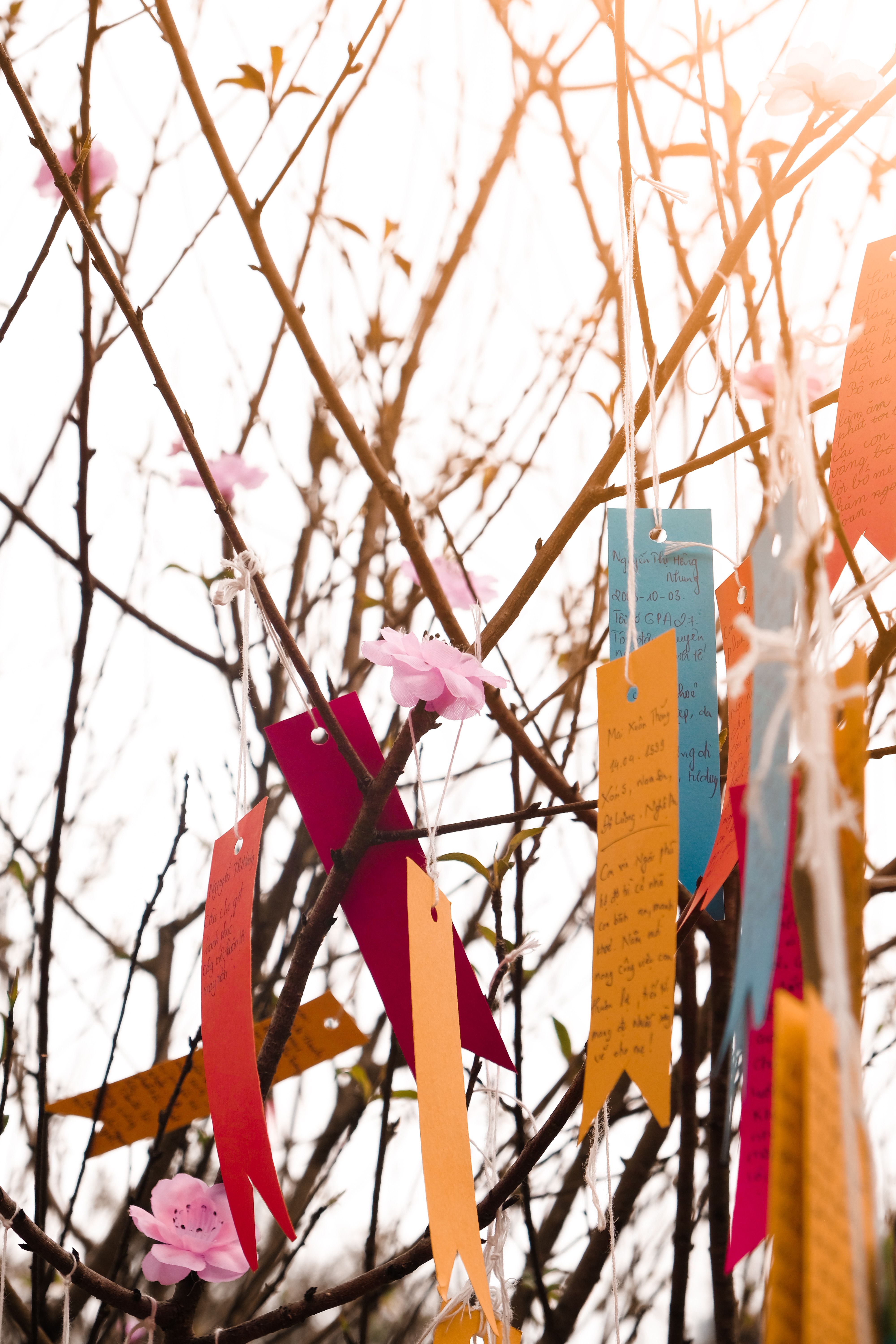 Colorful Wishes Hanging on Blossom Tree Branches · Free Stock Photo