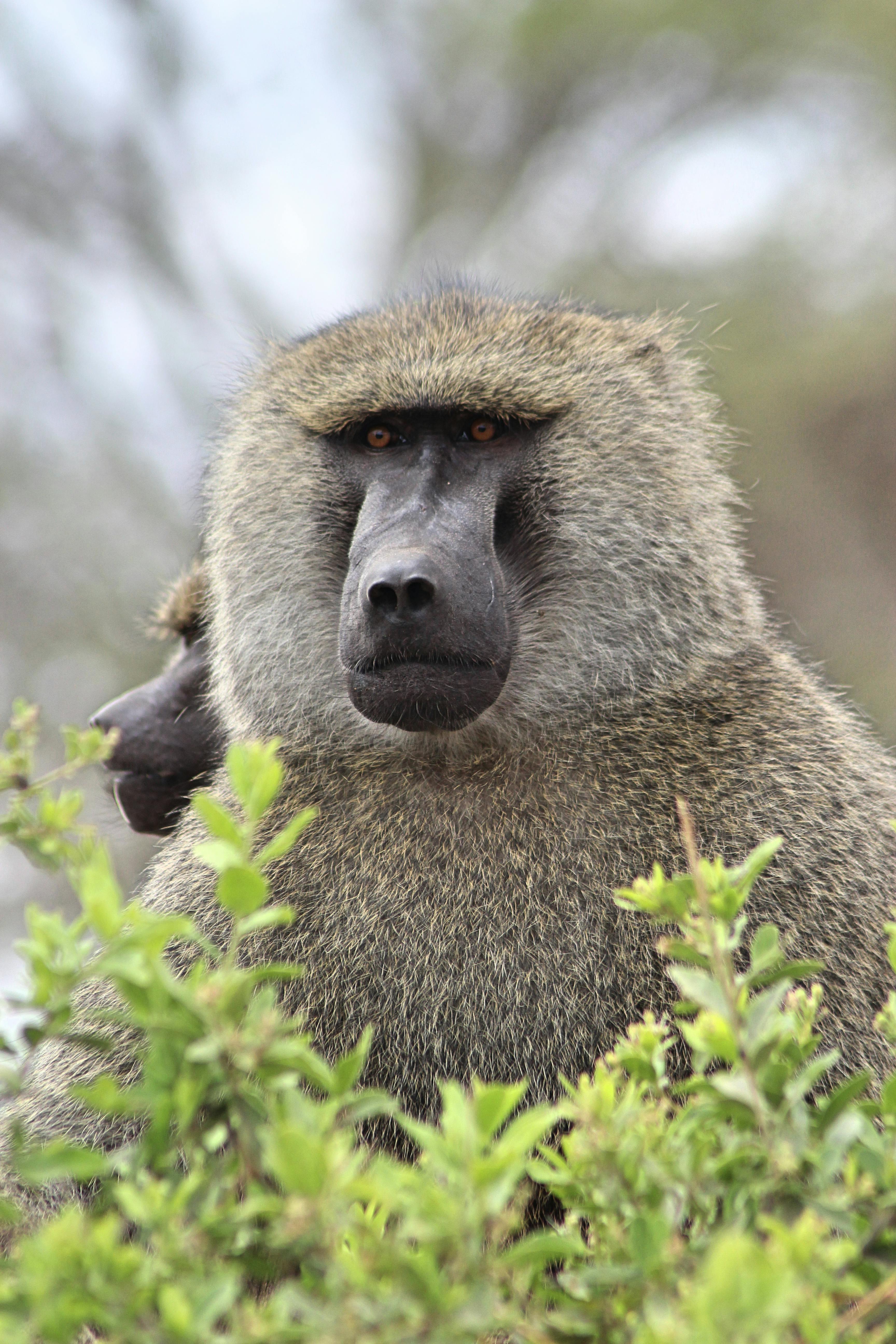 Portrait of an Olive Baboon in Natural Habitat · Free Stock Photo