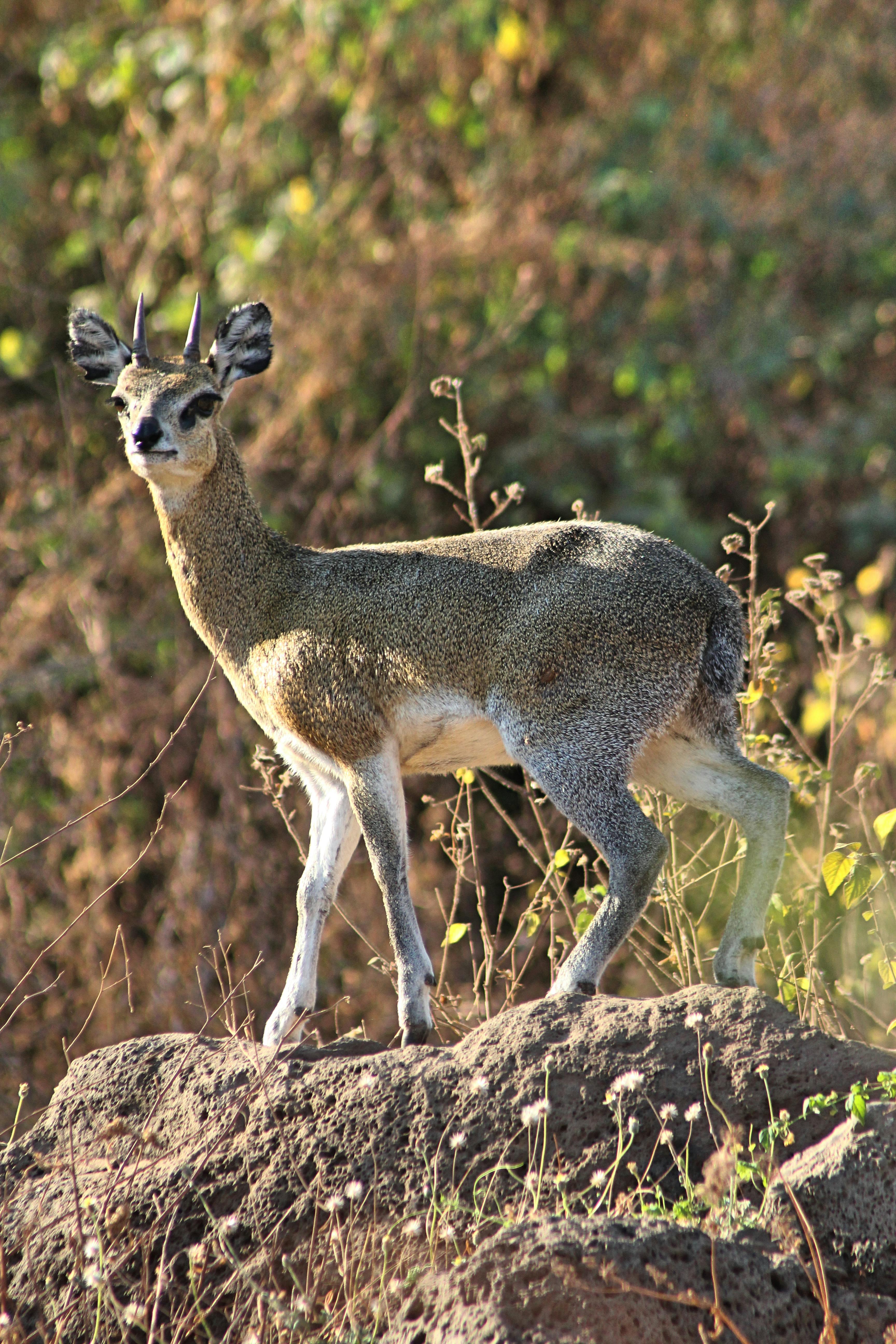 Klipspringer Antelope in Natural Habitat · Free Stock Photo