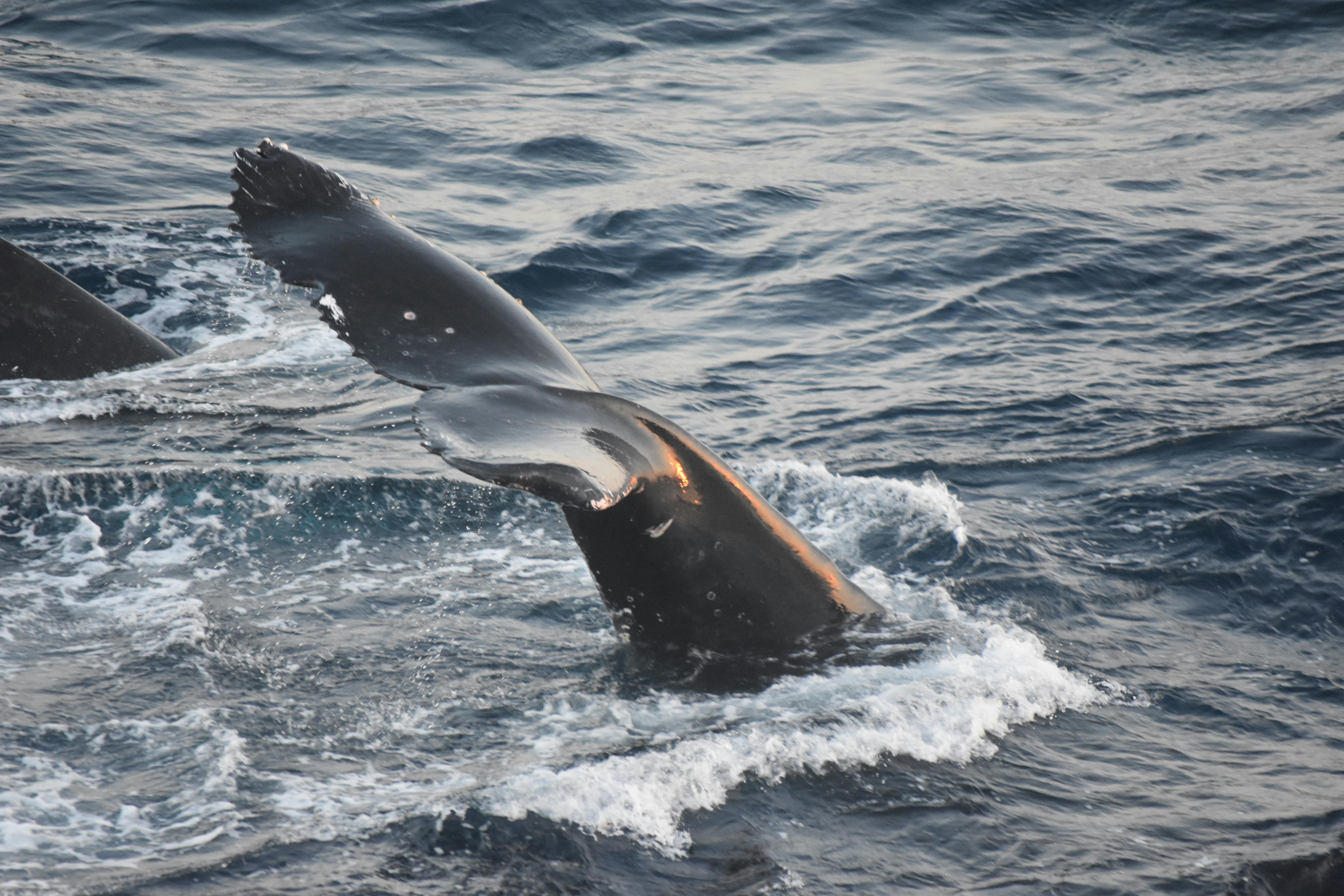 Humpback Whale Tail Emerging from Ocean Waves · Free Stock Photo