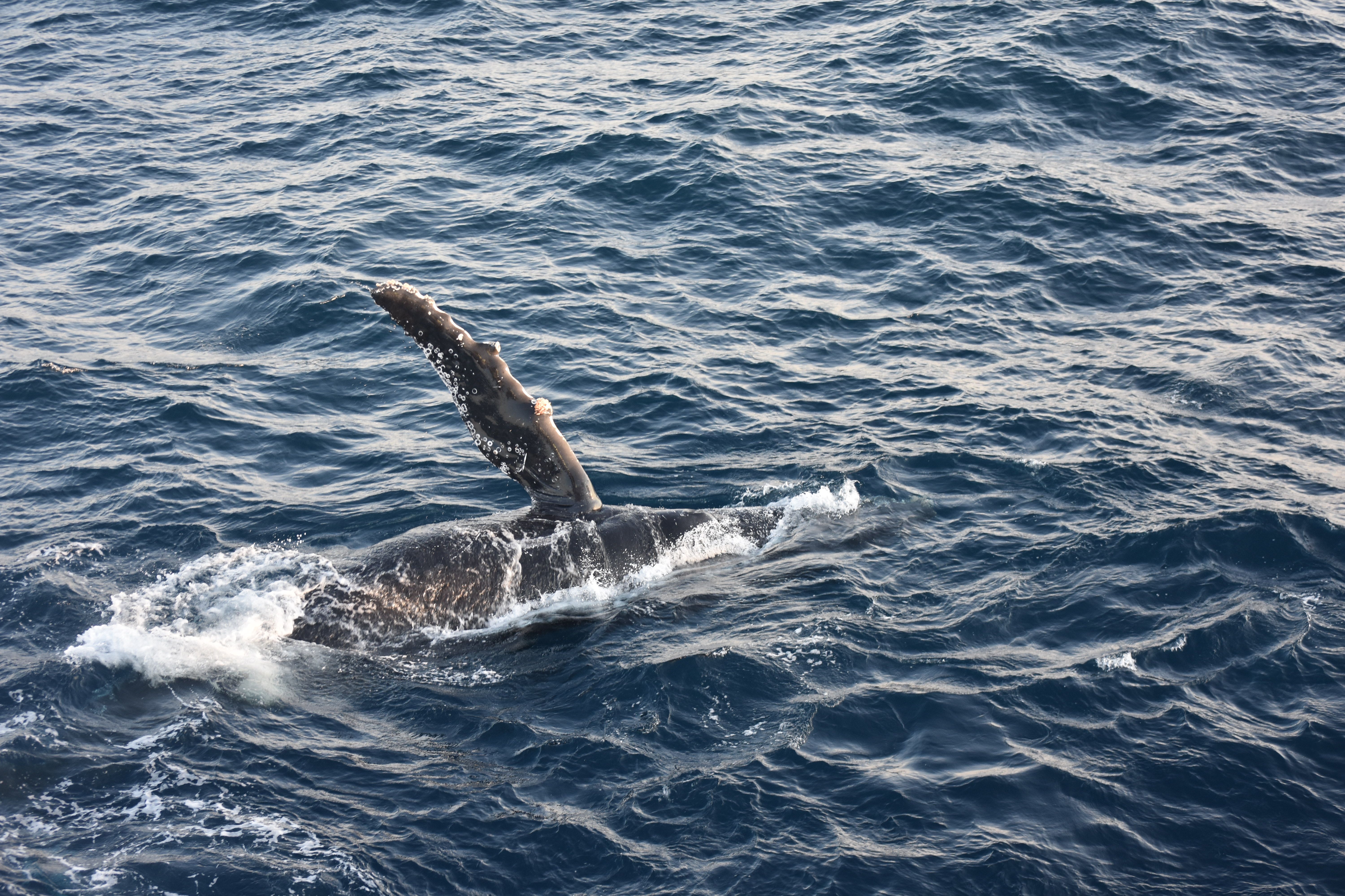 Humpback Whale Fin Breaking Ocean Surface · Free Stock Photo