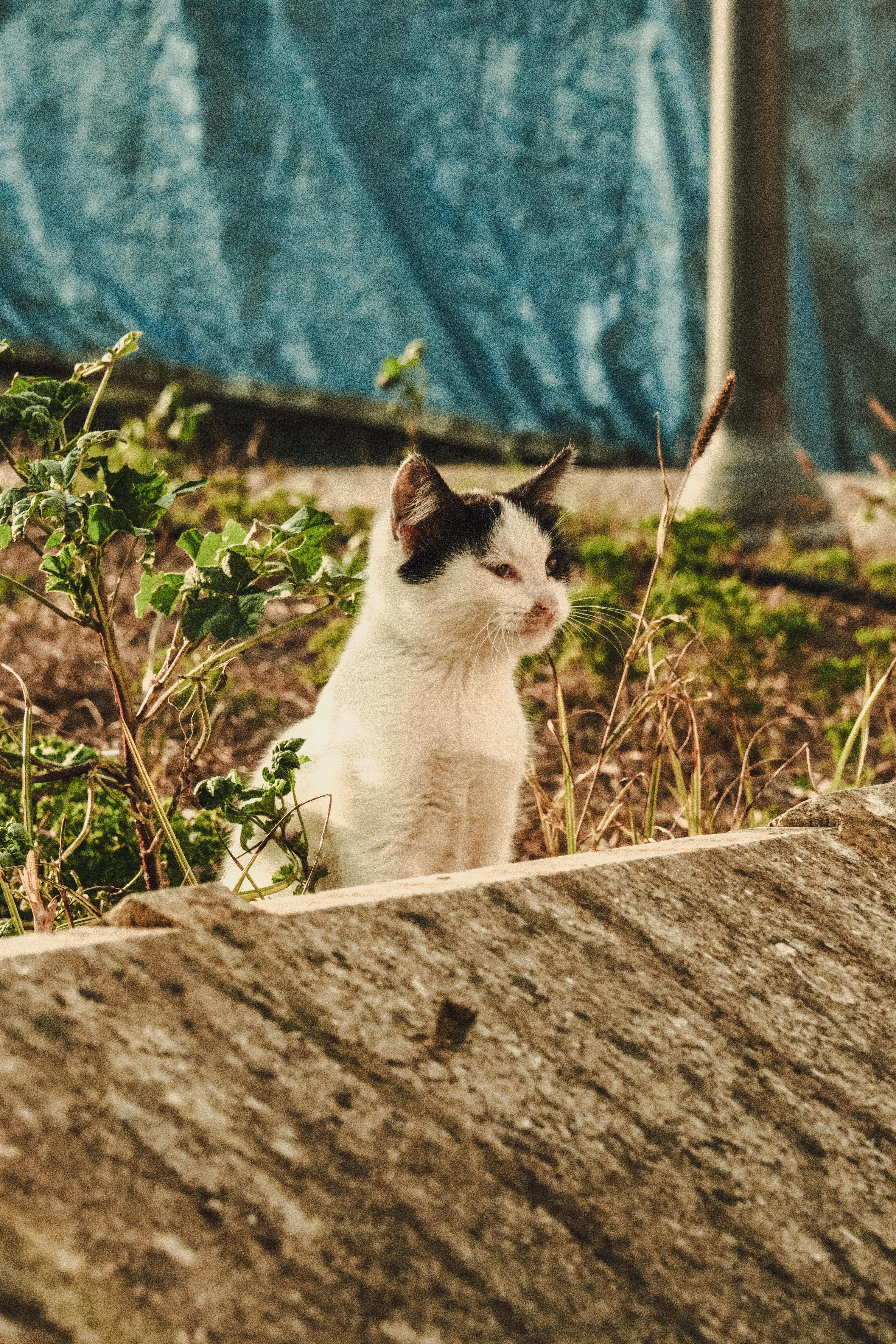 Outdoor Cat Sitting in Overgrown Garden · Free Stock Photo