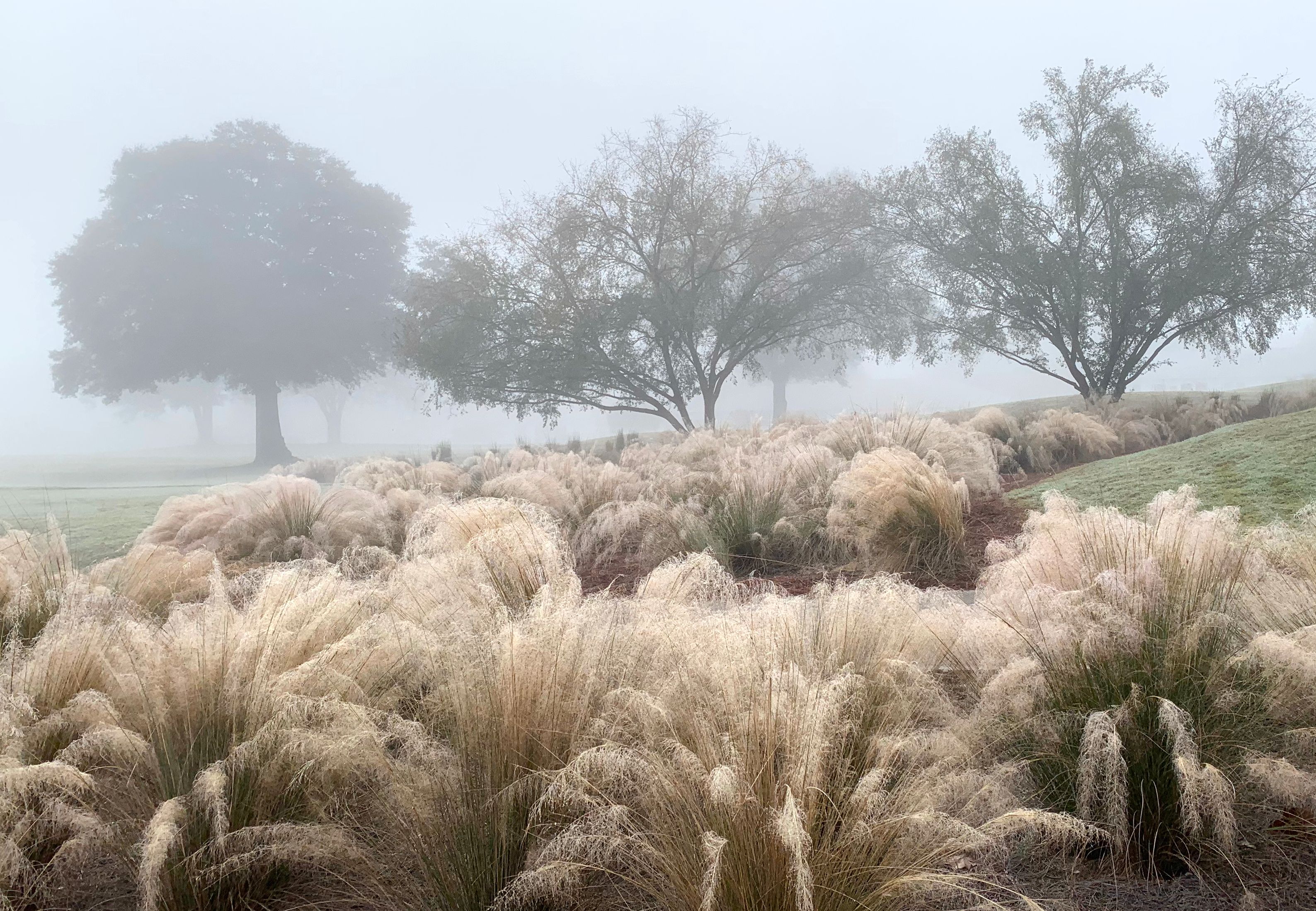 Foggy Landscape with Ornamental Grasses · Free Stock Photo