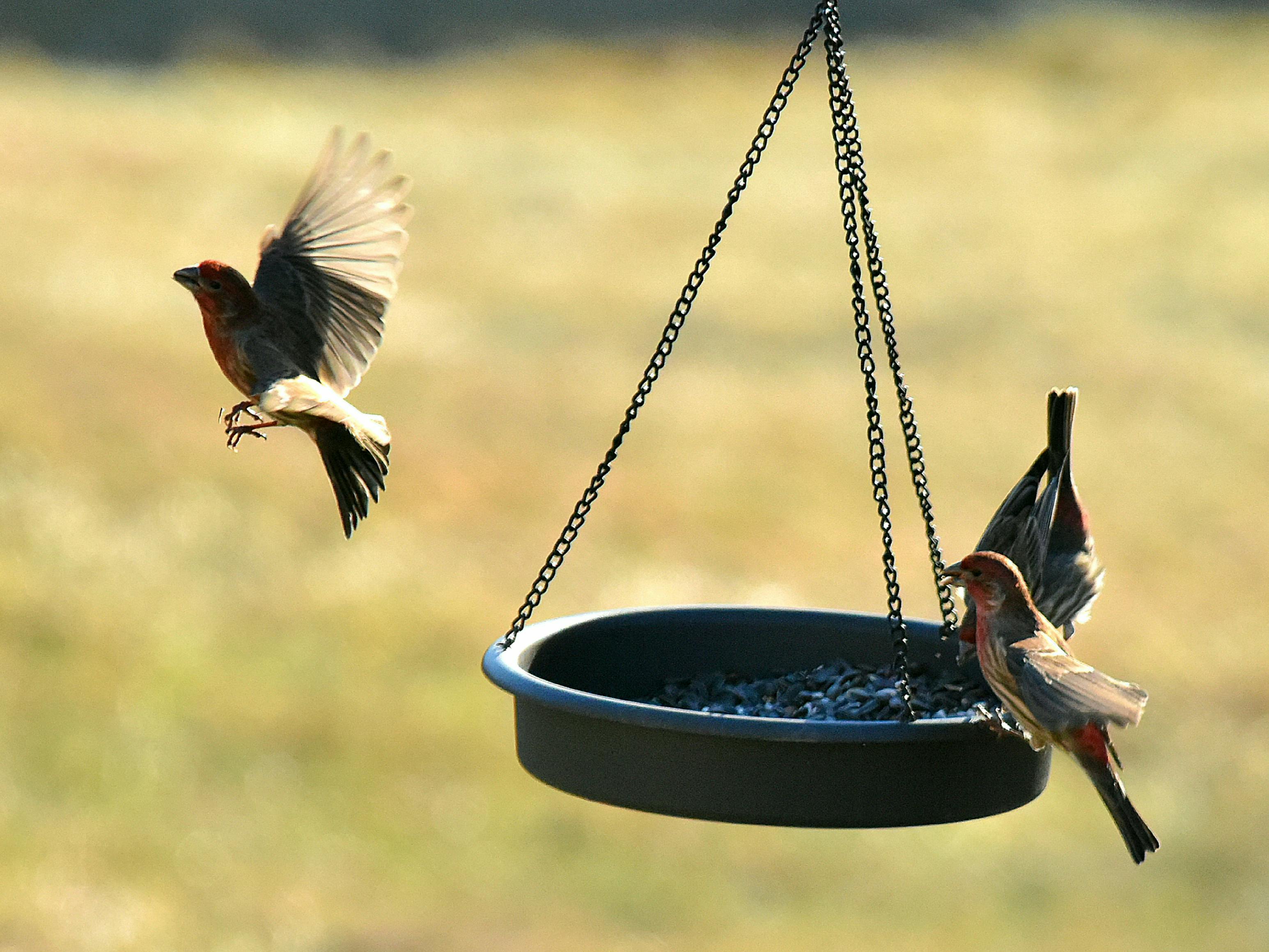 Vibrant House Finches at Bird Feeder in Flight · Free Stock Photo
