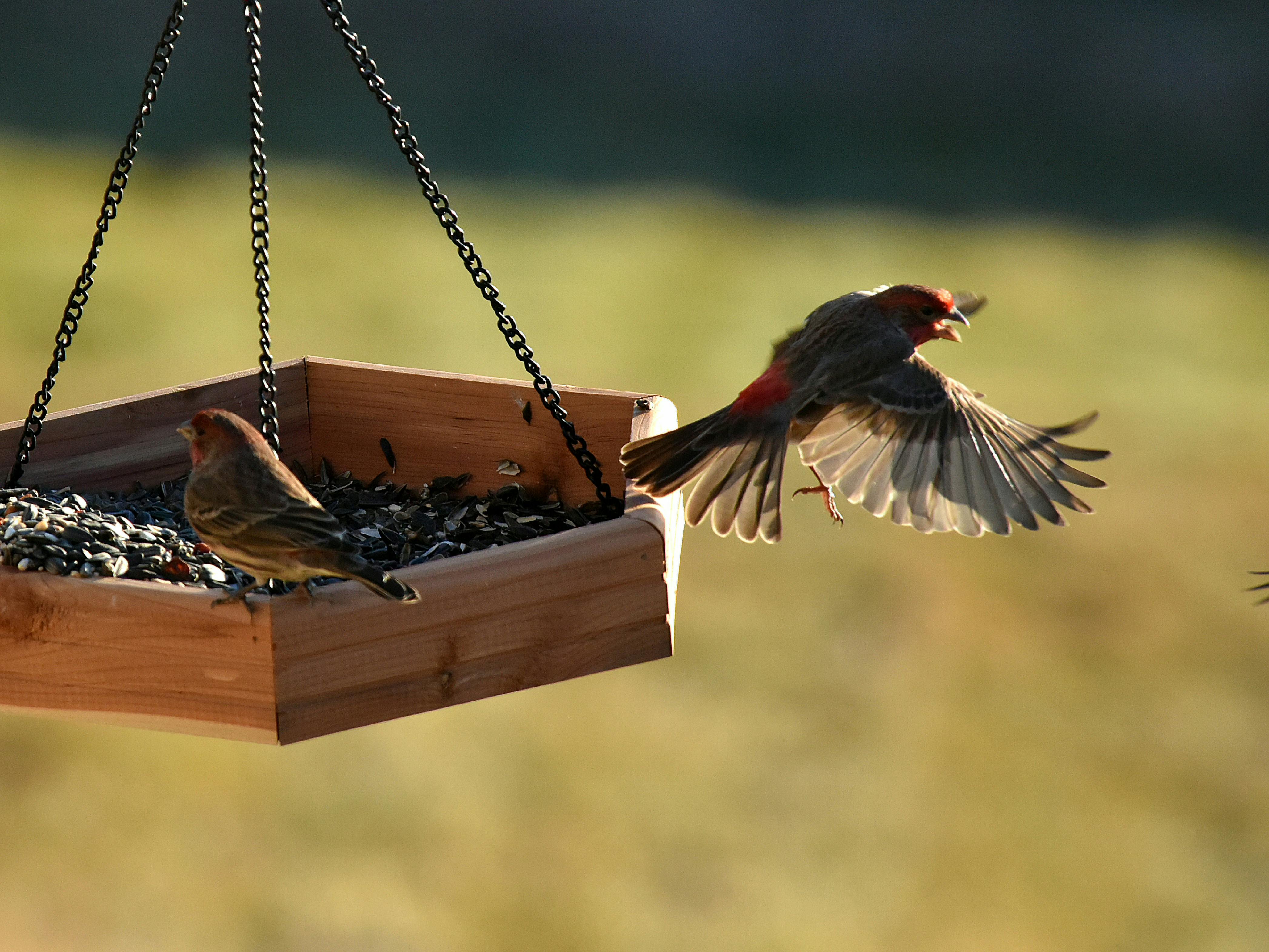 Finches Feeding at the Bird Feeder · Free Stock Photo