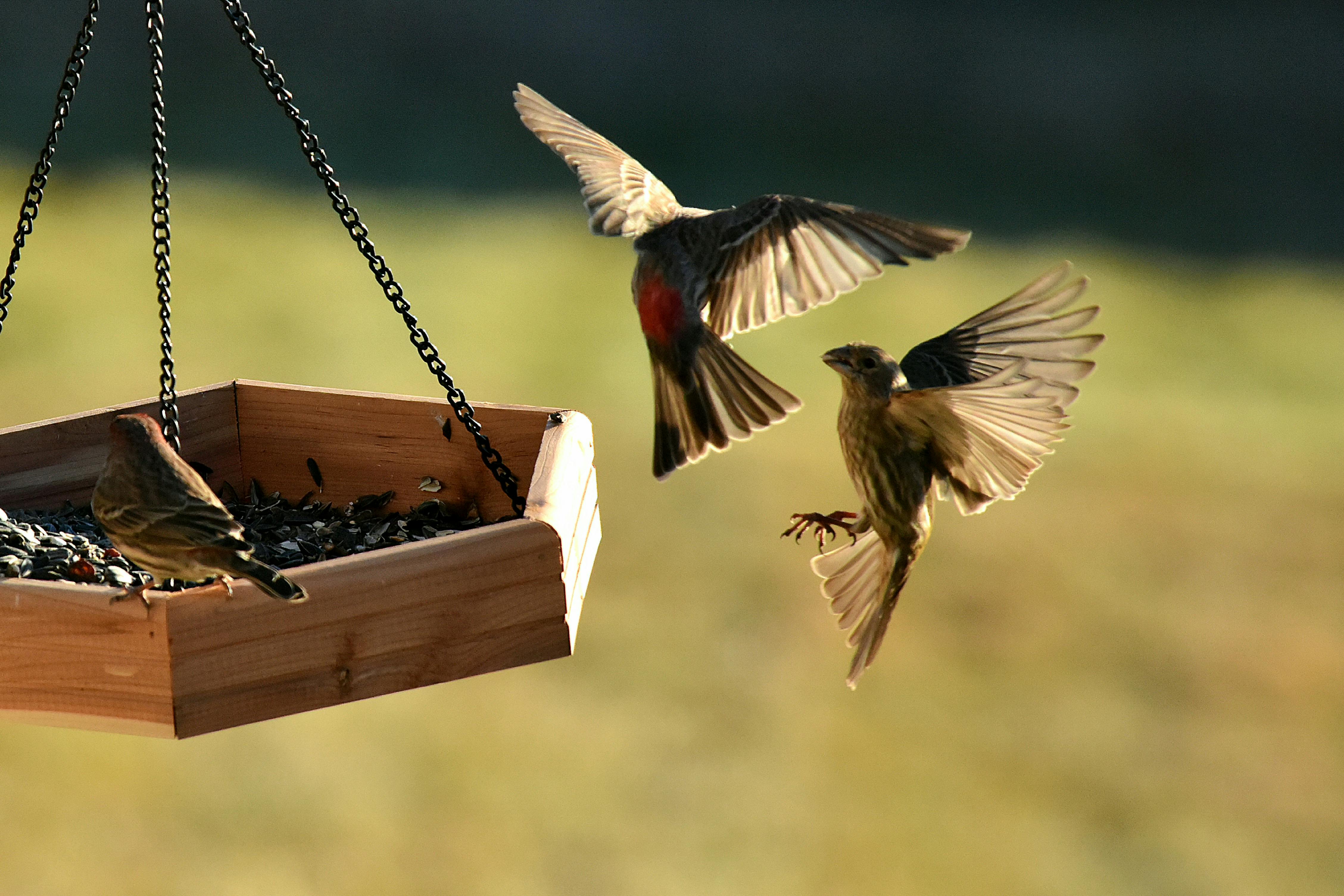 Vibrant finches in mid-flight at bird feeder · Free Stock Photo