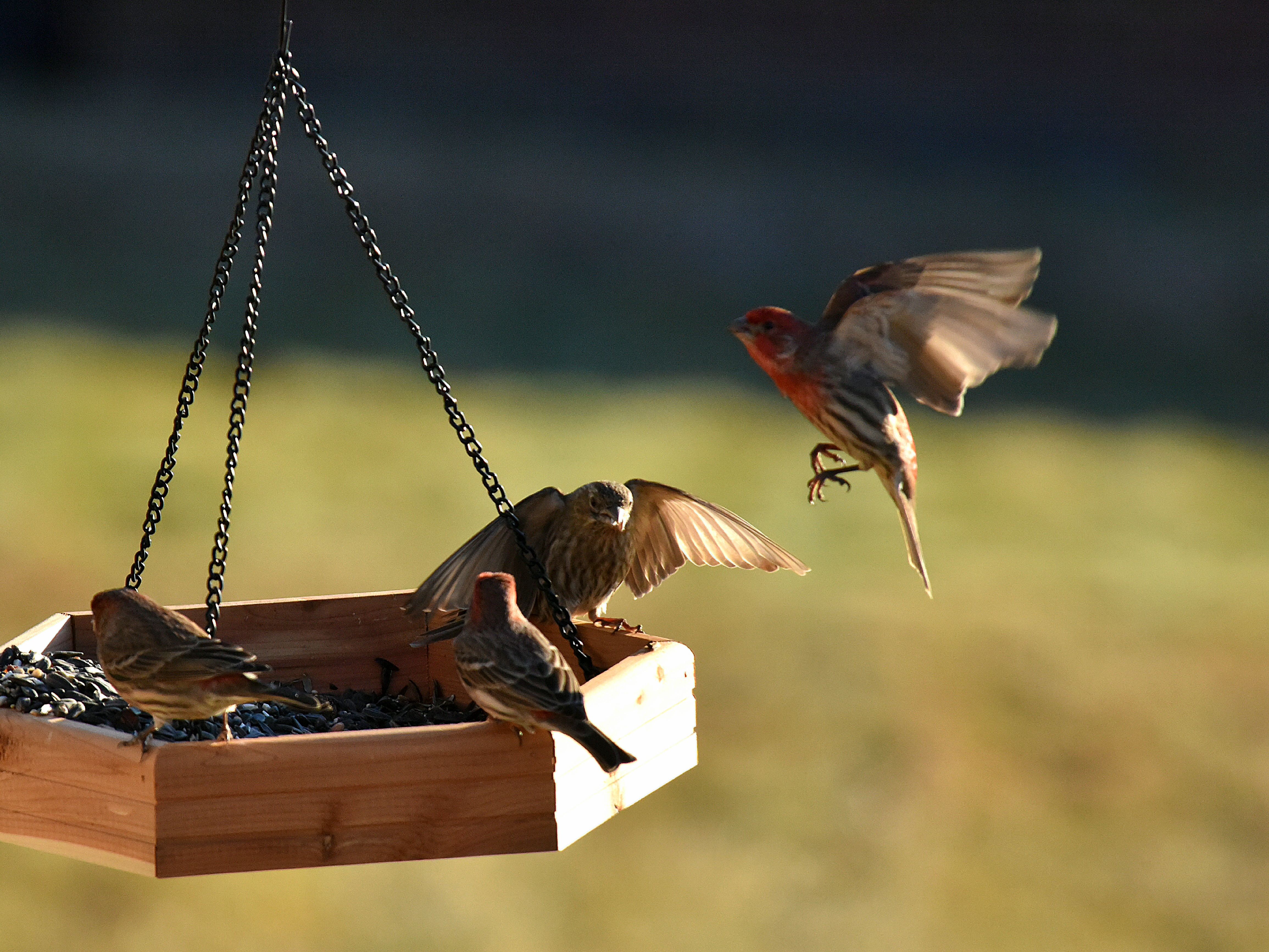 Colorful Birds Feeding on a Sunny Day · Free Stock Photo