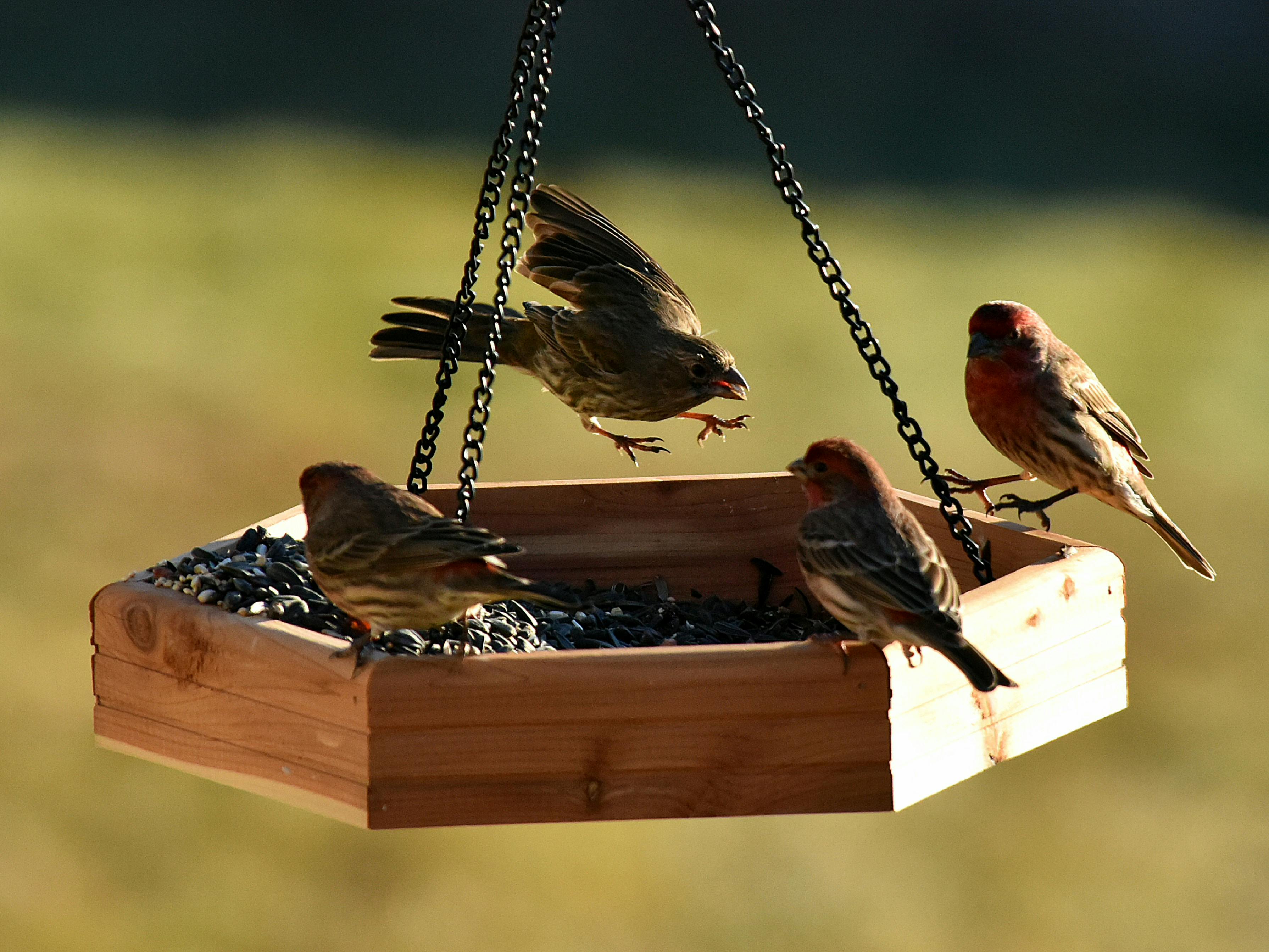 Colorful Finches Feeding on a Hanging Bird Feeder · Free Stock Photo