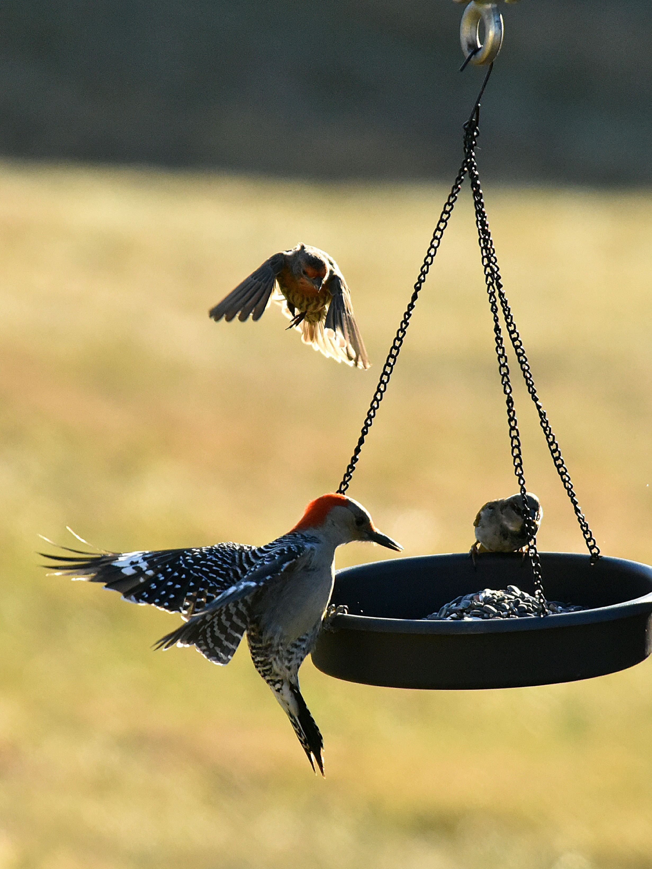 Vibrant Birds Feeding at Outdoor Bird Feeder · Free Stock Photo