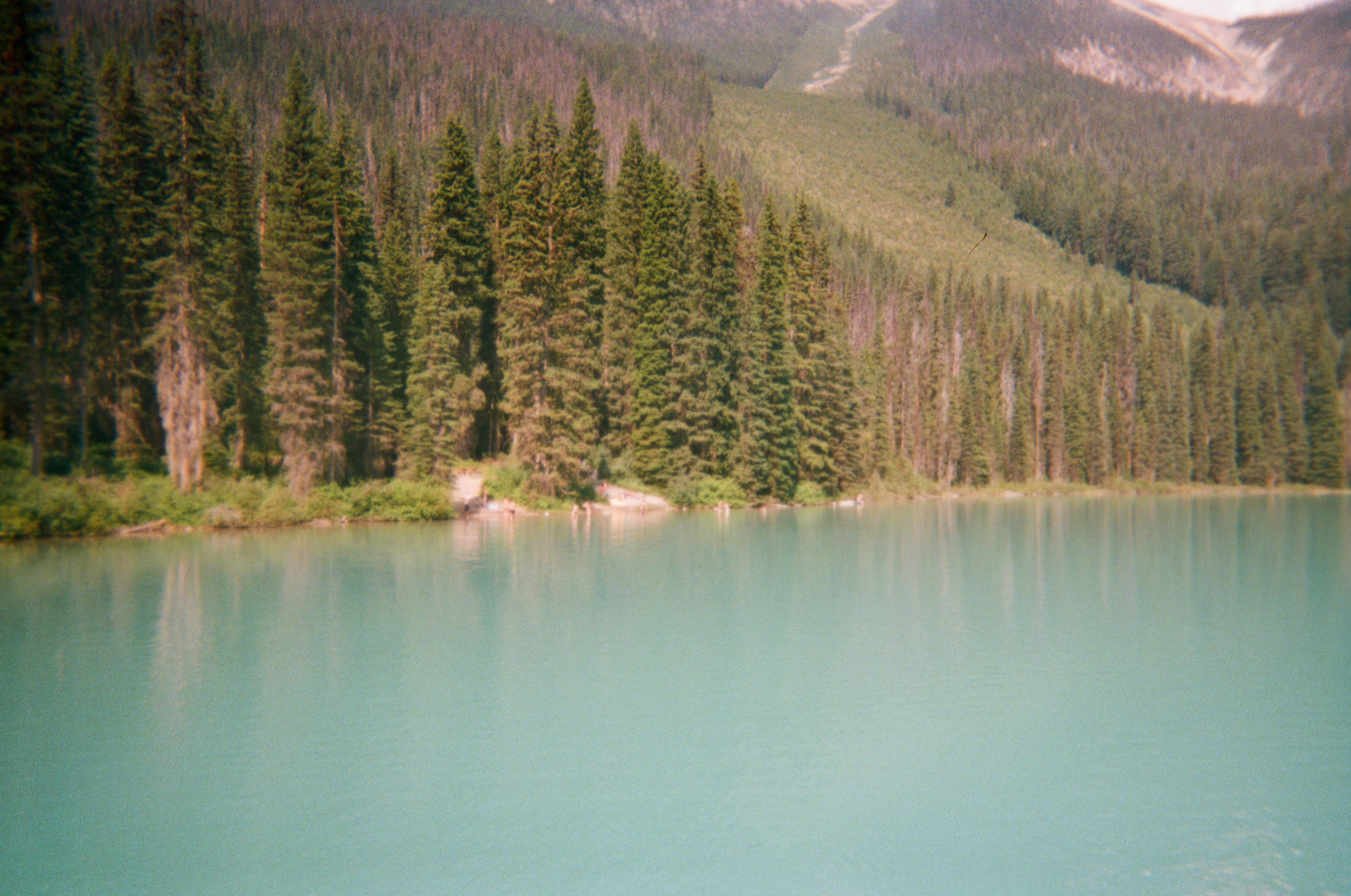 Lago Sereno Con Altos Pinos En Un Bosque Tranquilo · Foto de stock gratuita