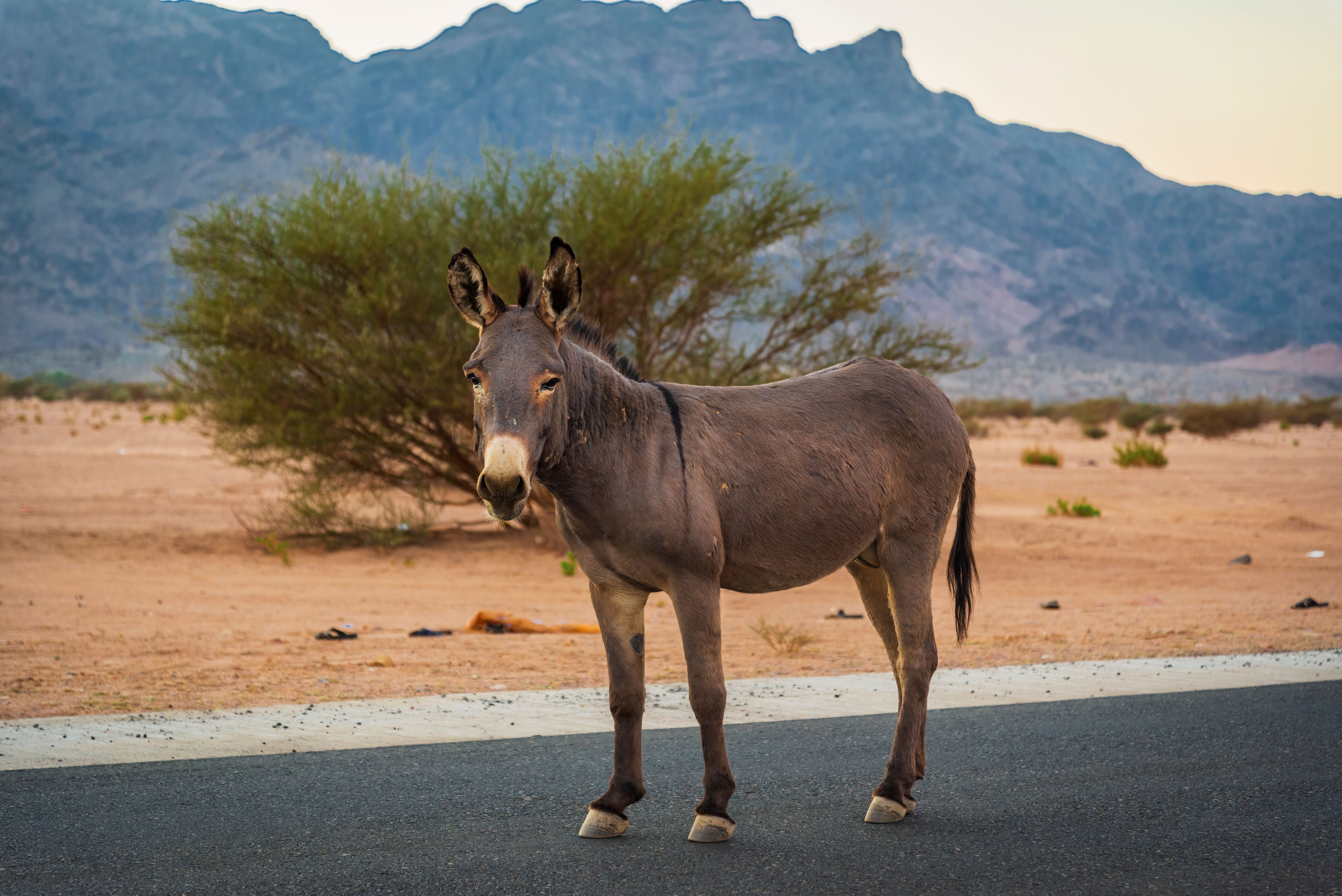 Donkey standing on road in Saudi Arabian desert · Free Stock Photo