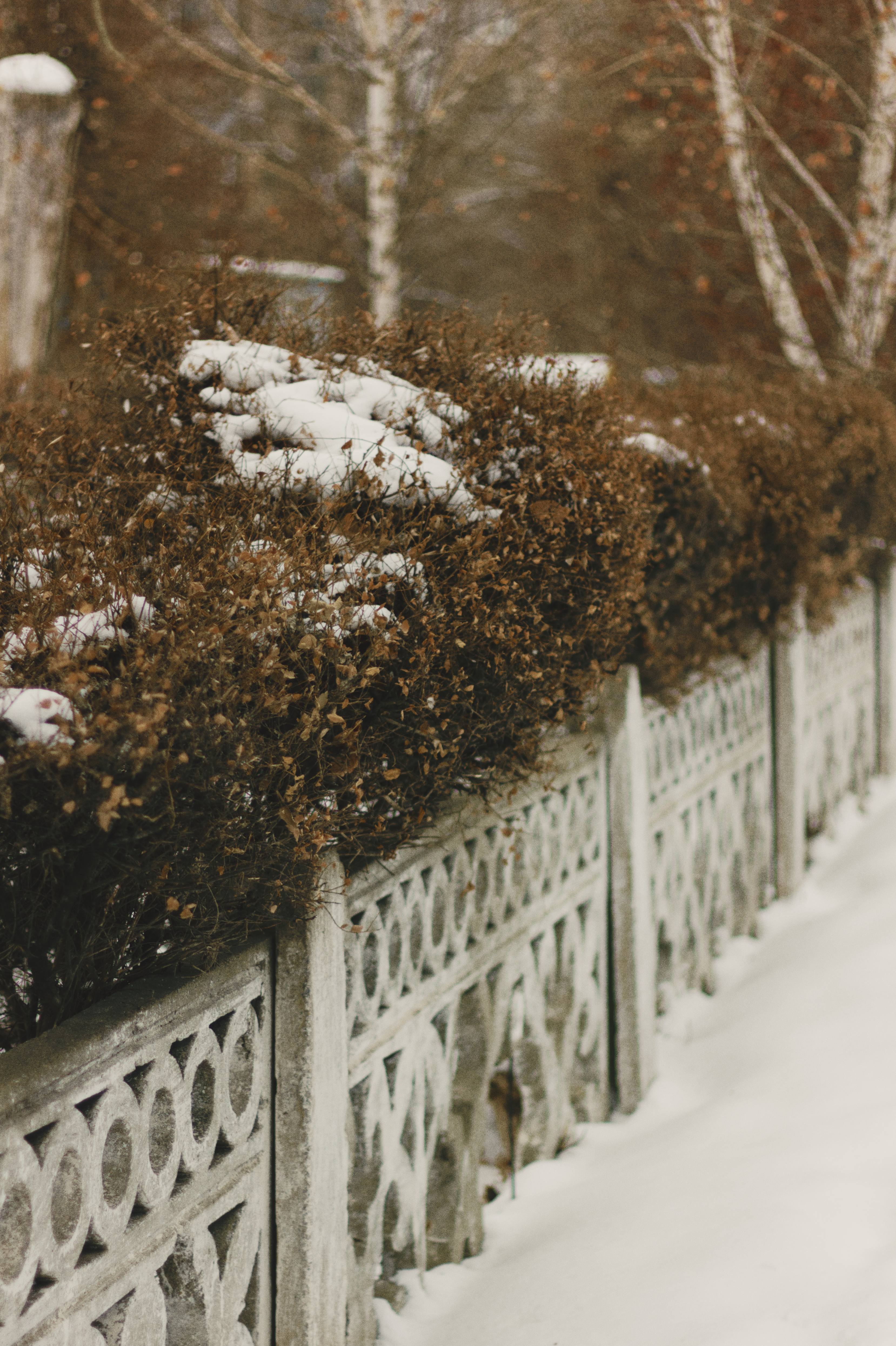 Snowy Winter Fence with Frosted Bushes · Free Stock Photo