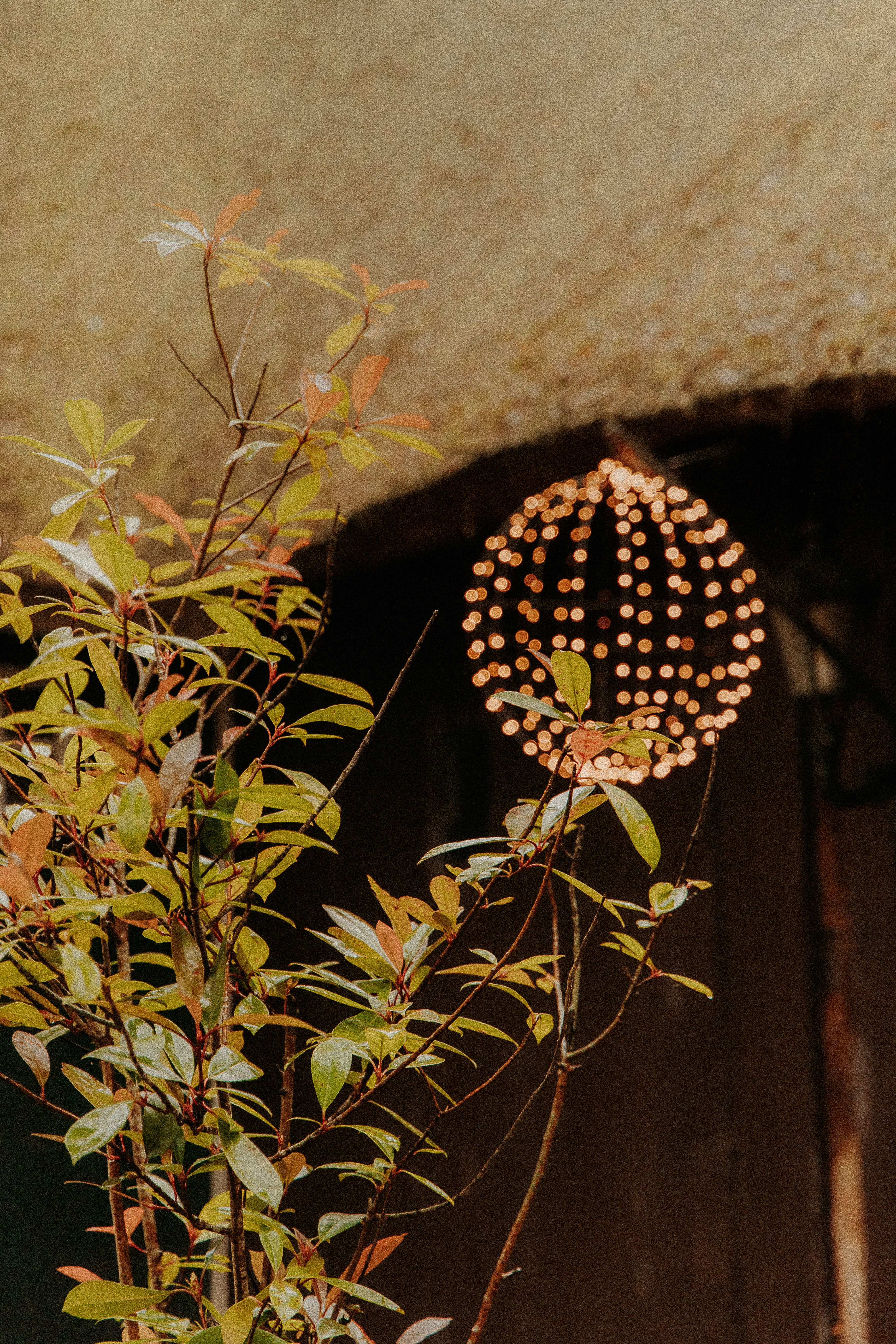 Rustic Lantern Amidst Greenery in Village Setting · Free Stock Photo