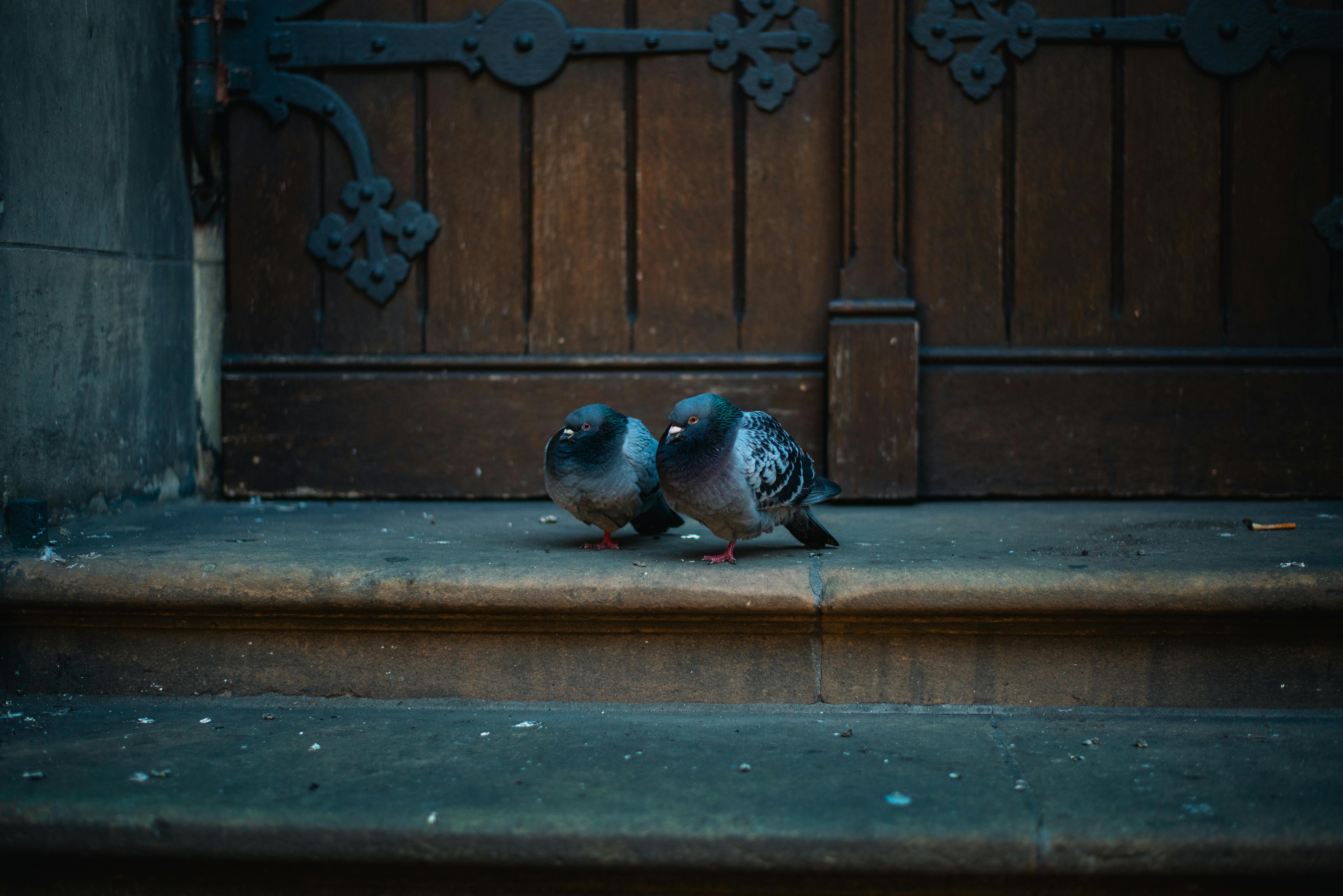 Charming Pigeons Resting on Stone Steps · Free Stock Photo