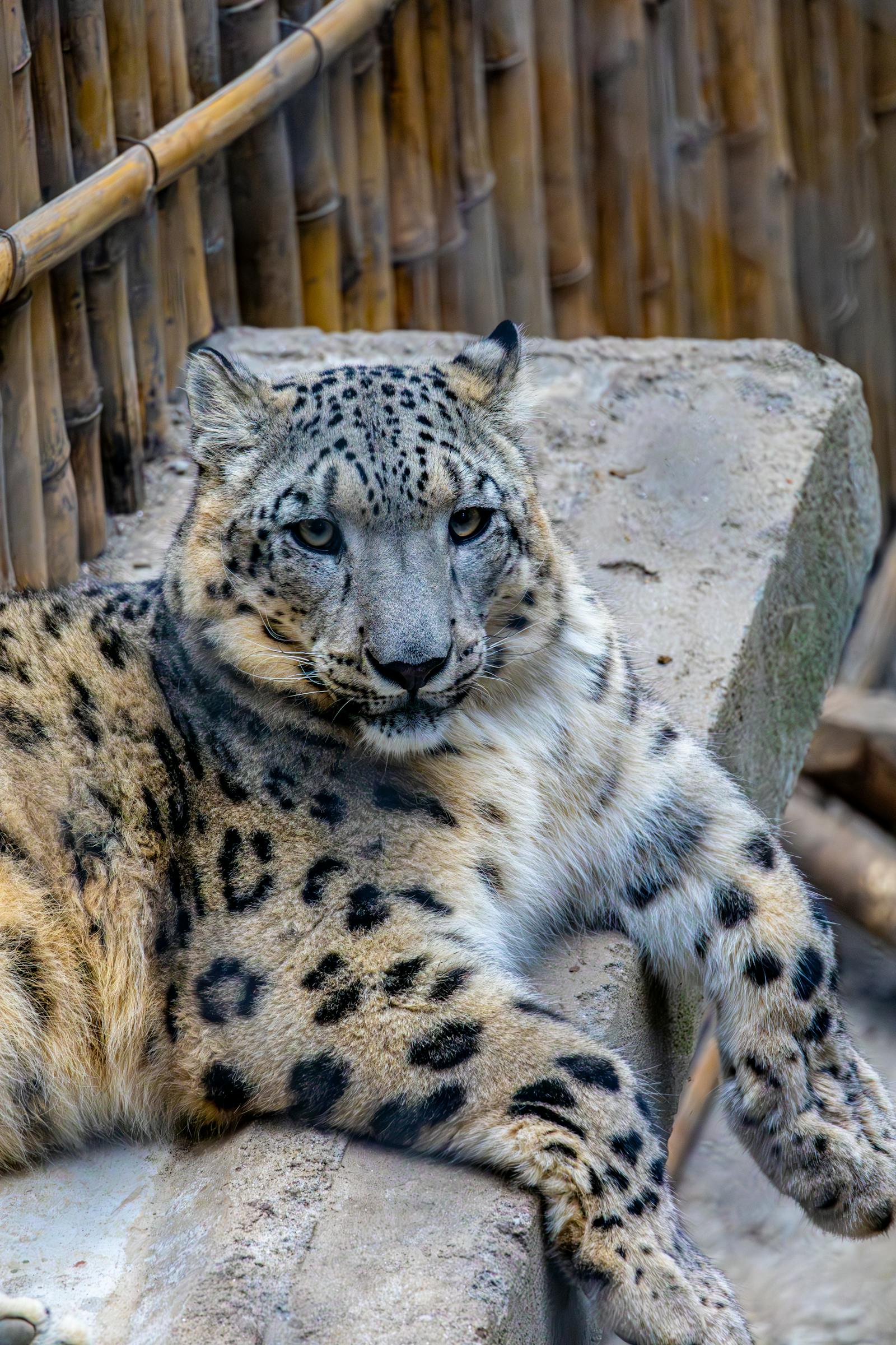 Snow Leopard Photos, Download The BEST Free Snow Leopard Stock Photos ...