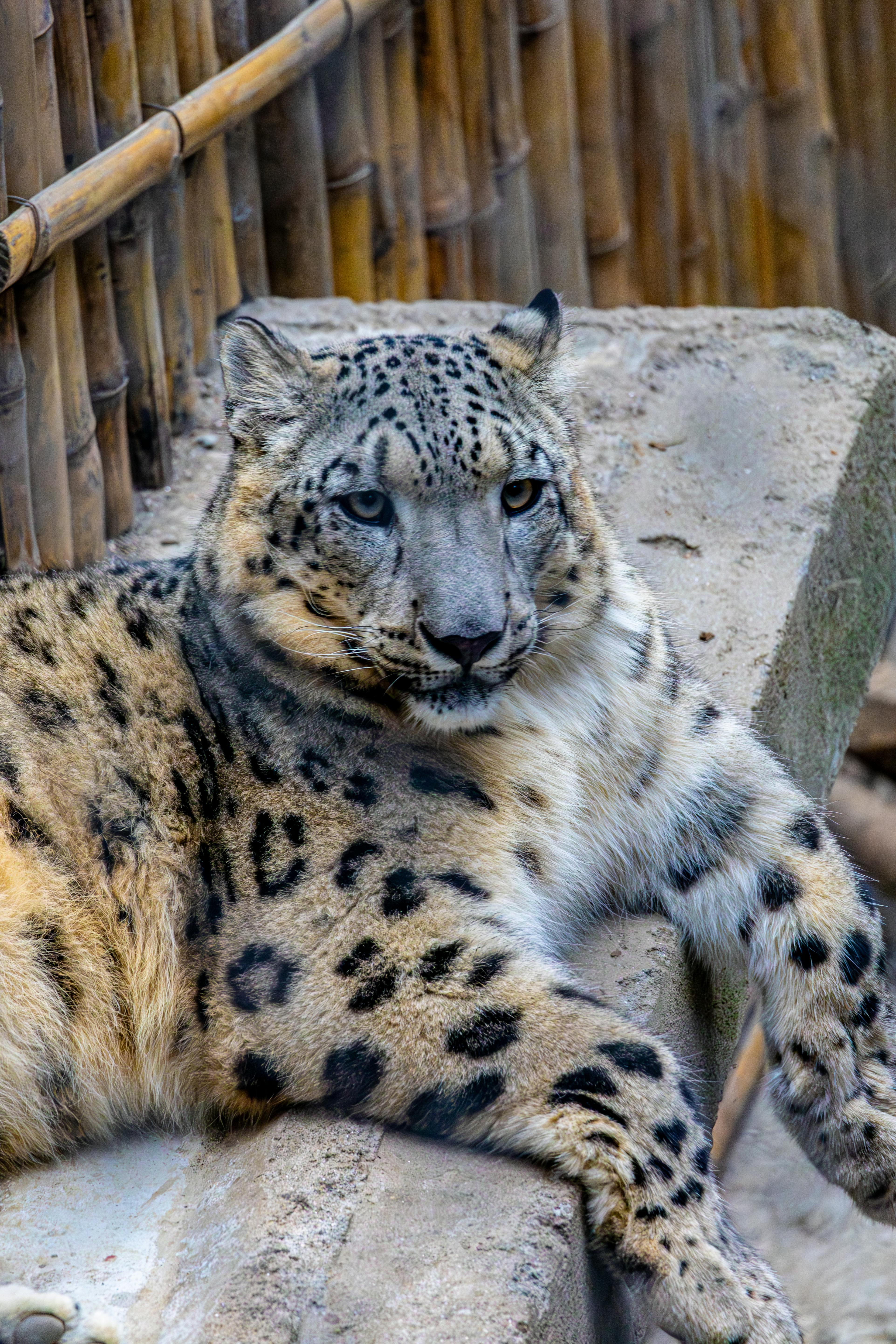 Majestic Snow Leopard Resting in Captivity · Free Stock Photo