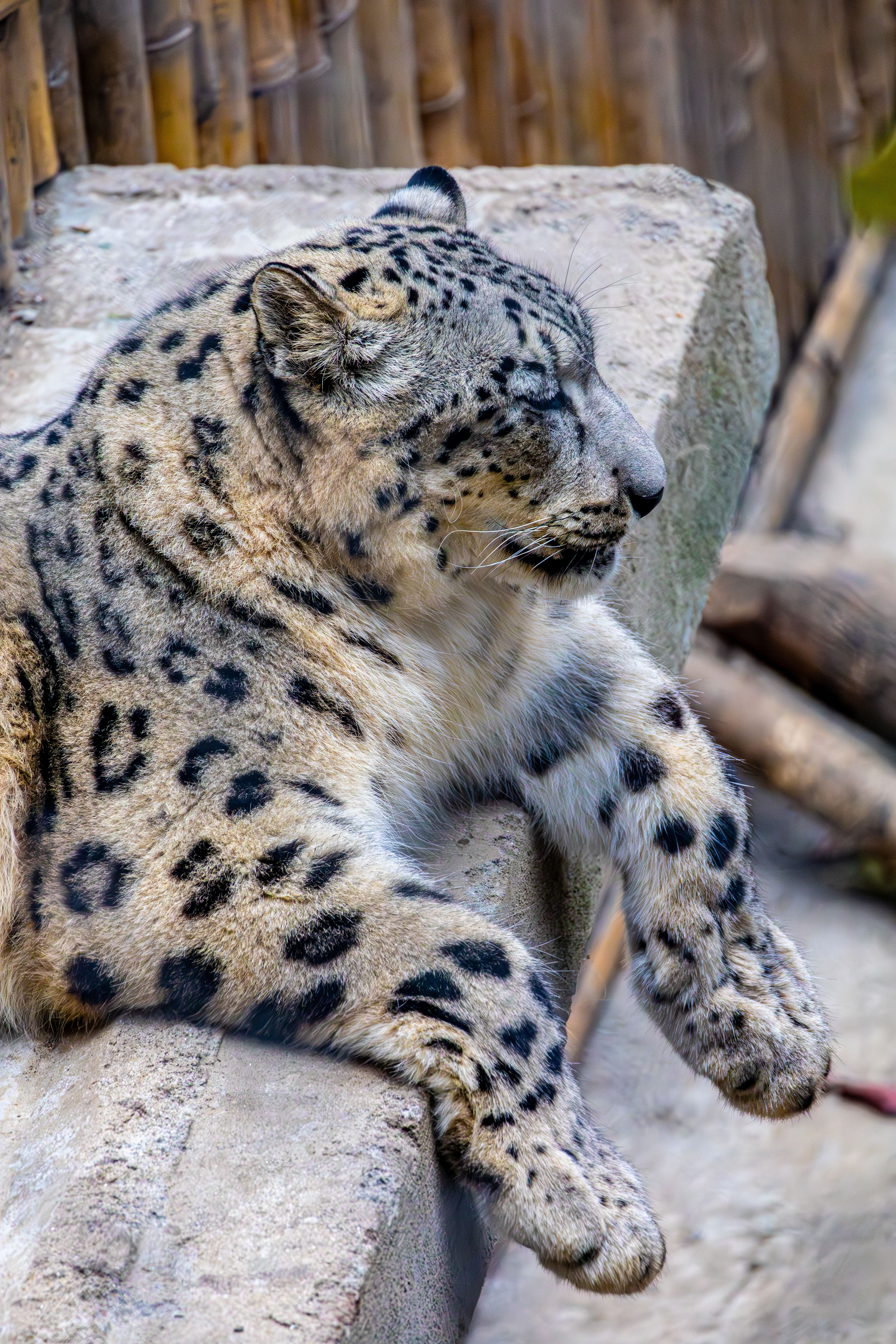 Snow Leopard Resting on Rock in Darjeeling · Free Stock Photo
