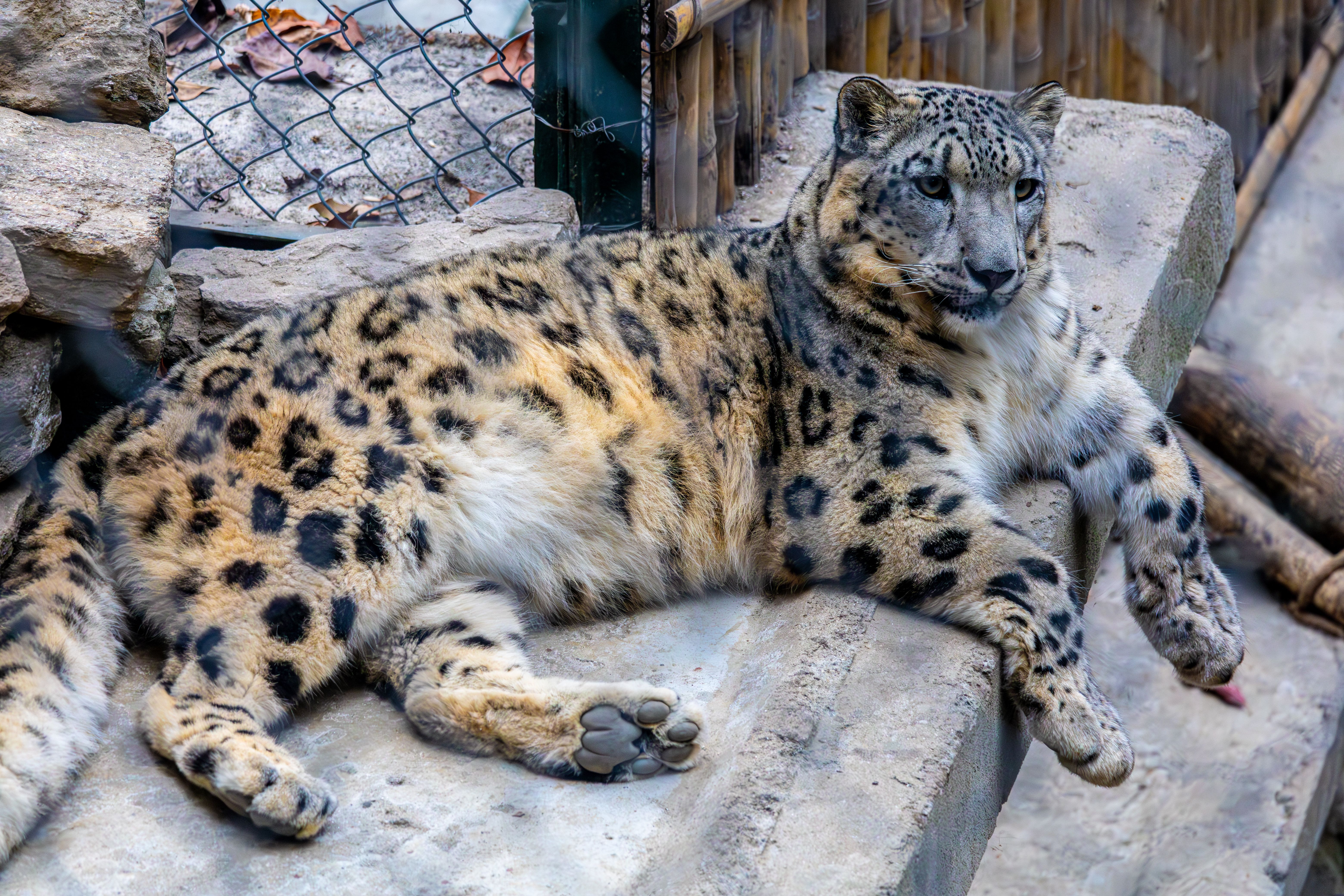 Snow Leopard Resting in Darjeeling Habitat · Free Stock Photo